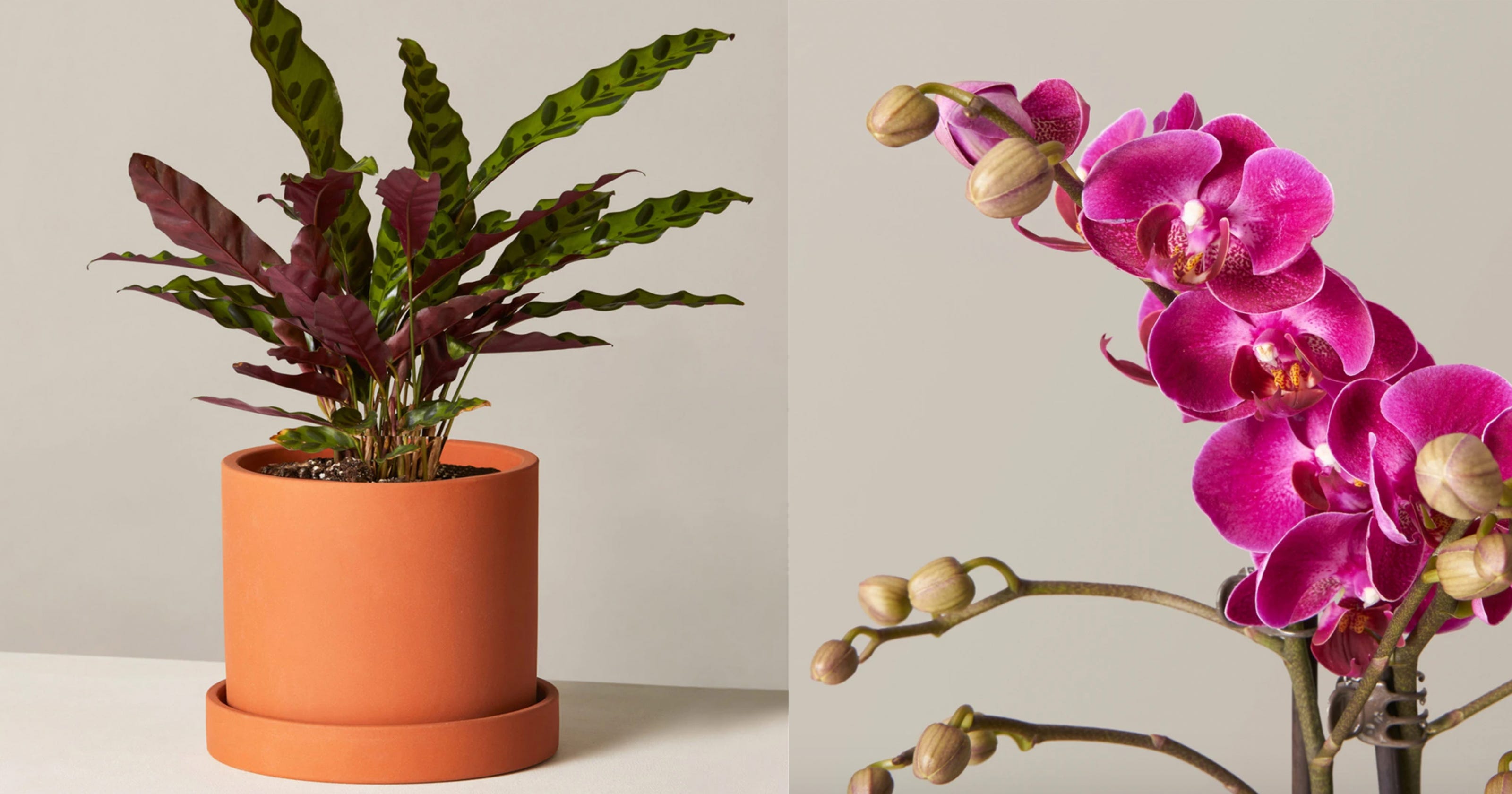 The Sill discount code: Save on your plant purchase with this exclusive ...