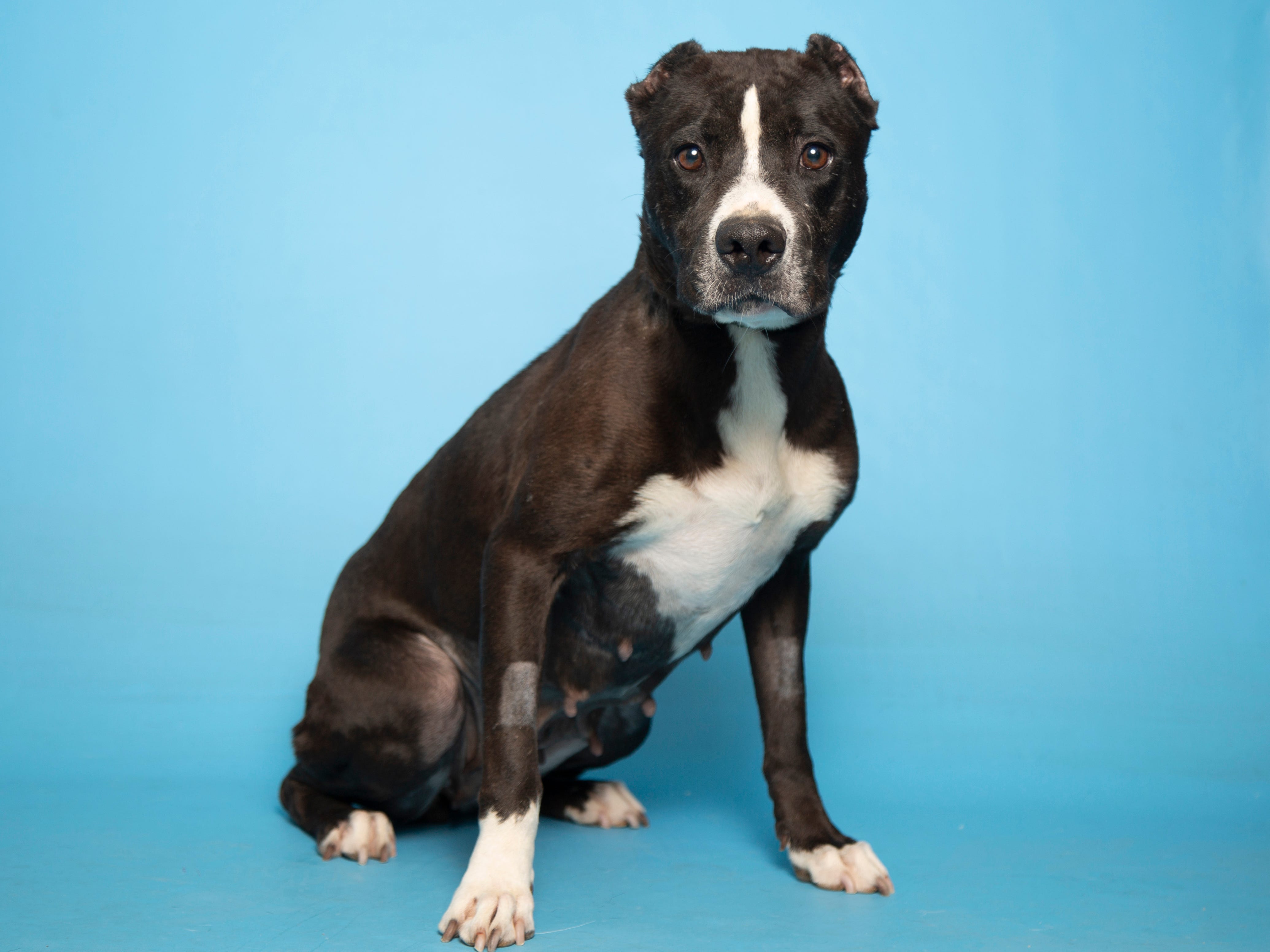 Pets up for adoption in Phoenix-area shelters