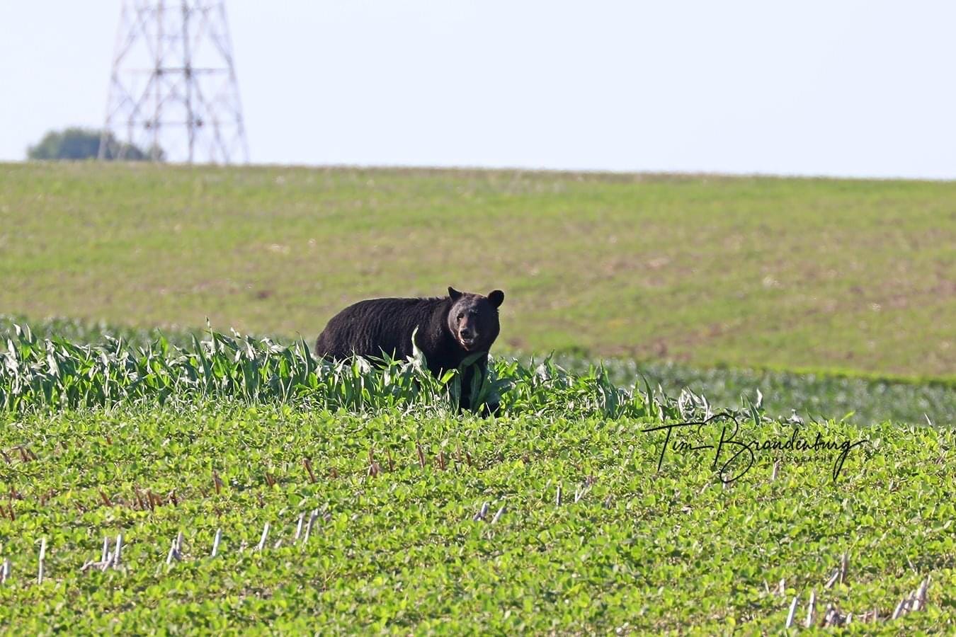 Bruno, a Wisconsin bear famous for his travels, has died in Louisiana