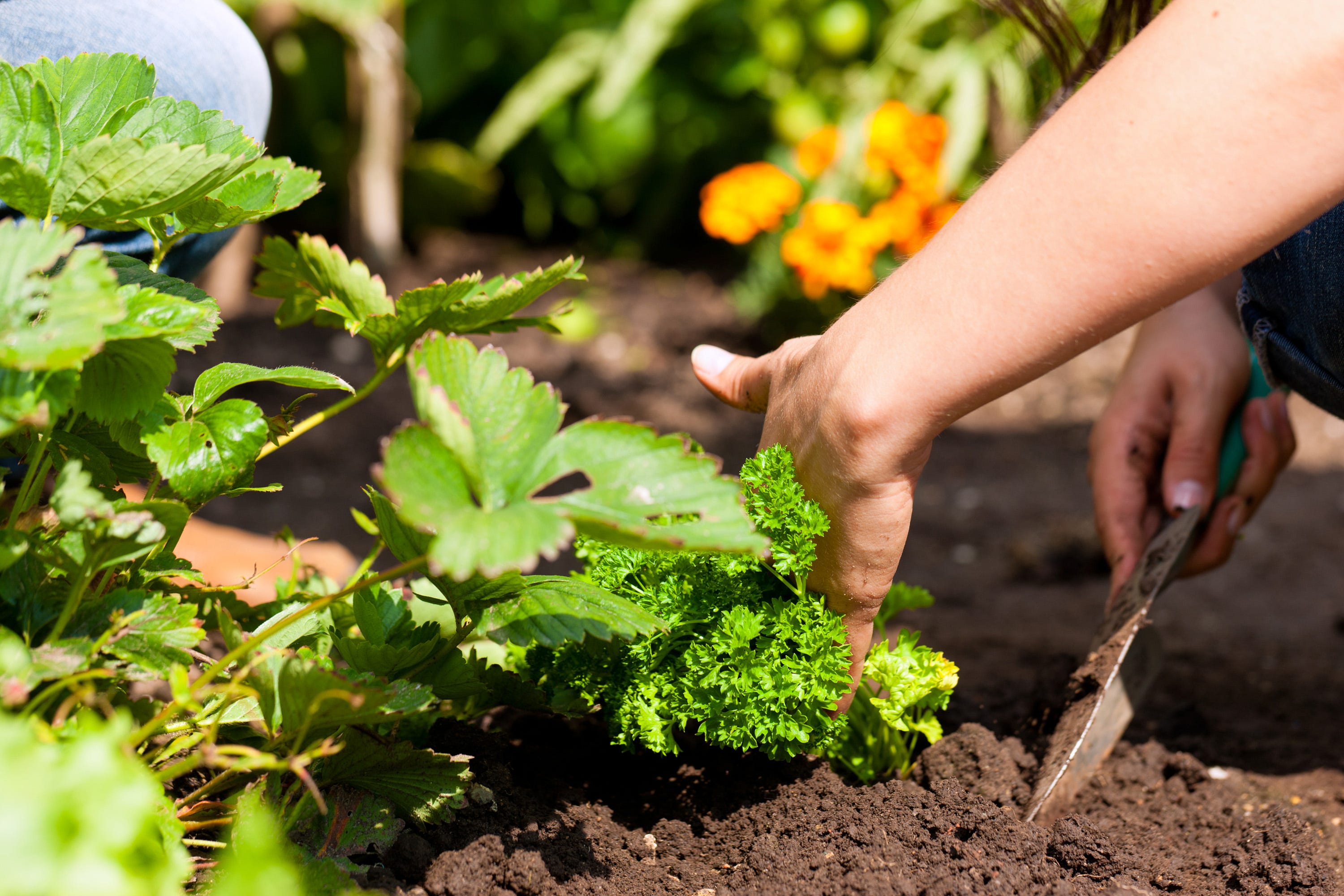 Angie's List: How can I start my own garden?