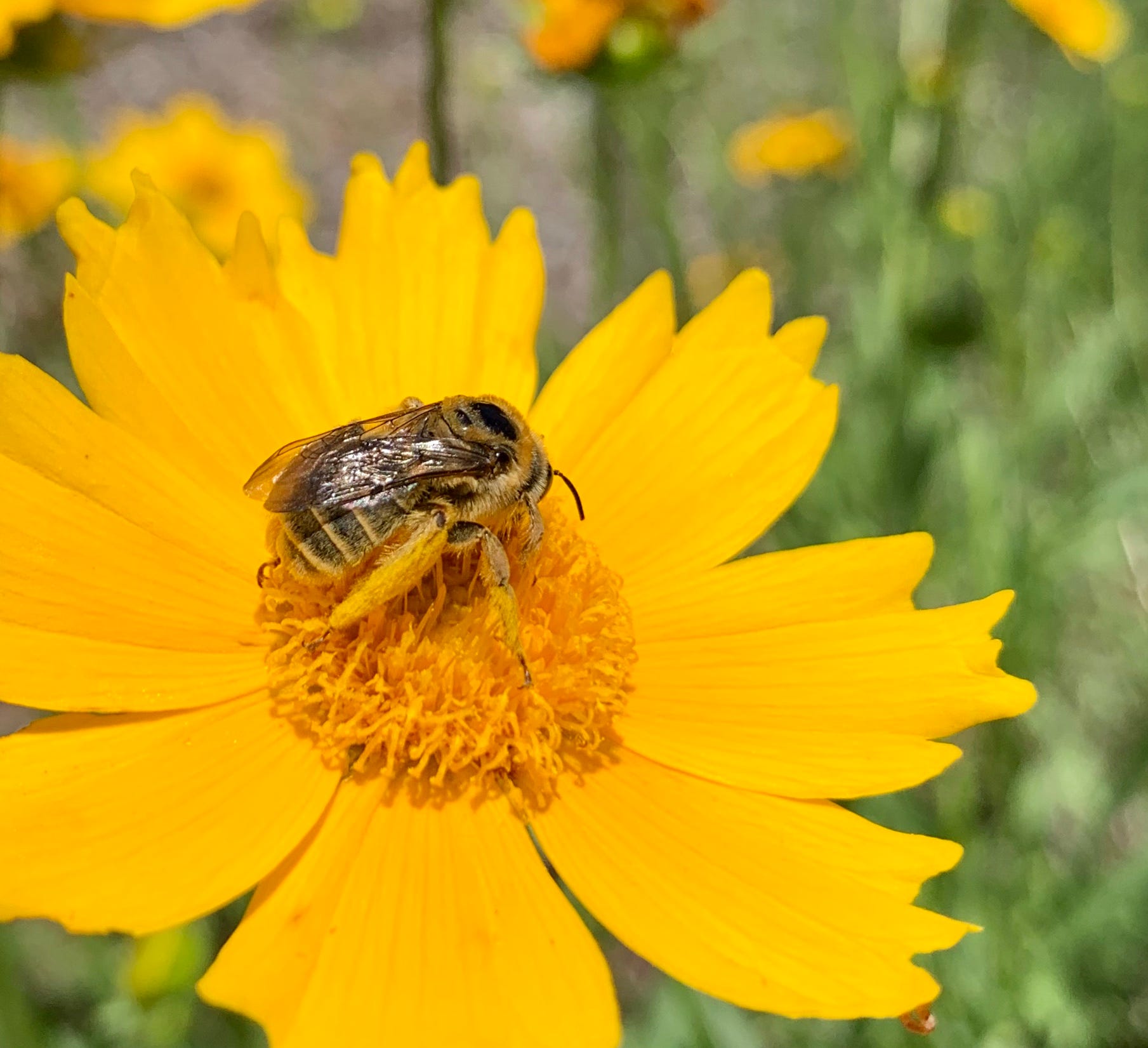 Supporting pollinators and beneficial insects