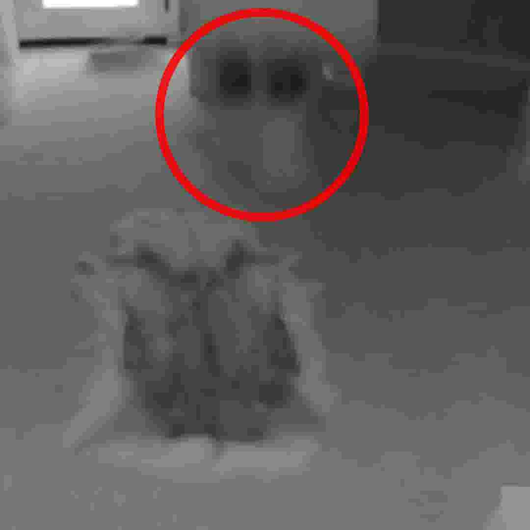 demons captured on camera