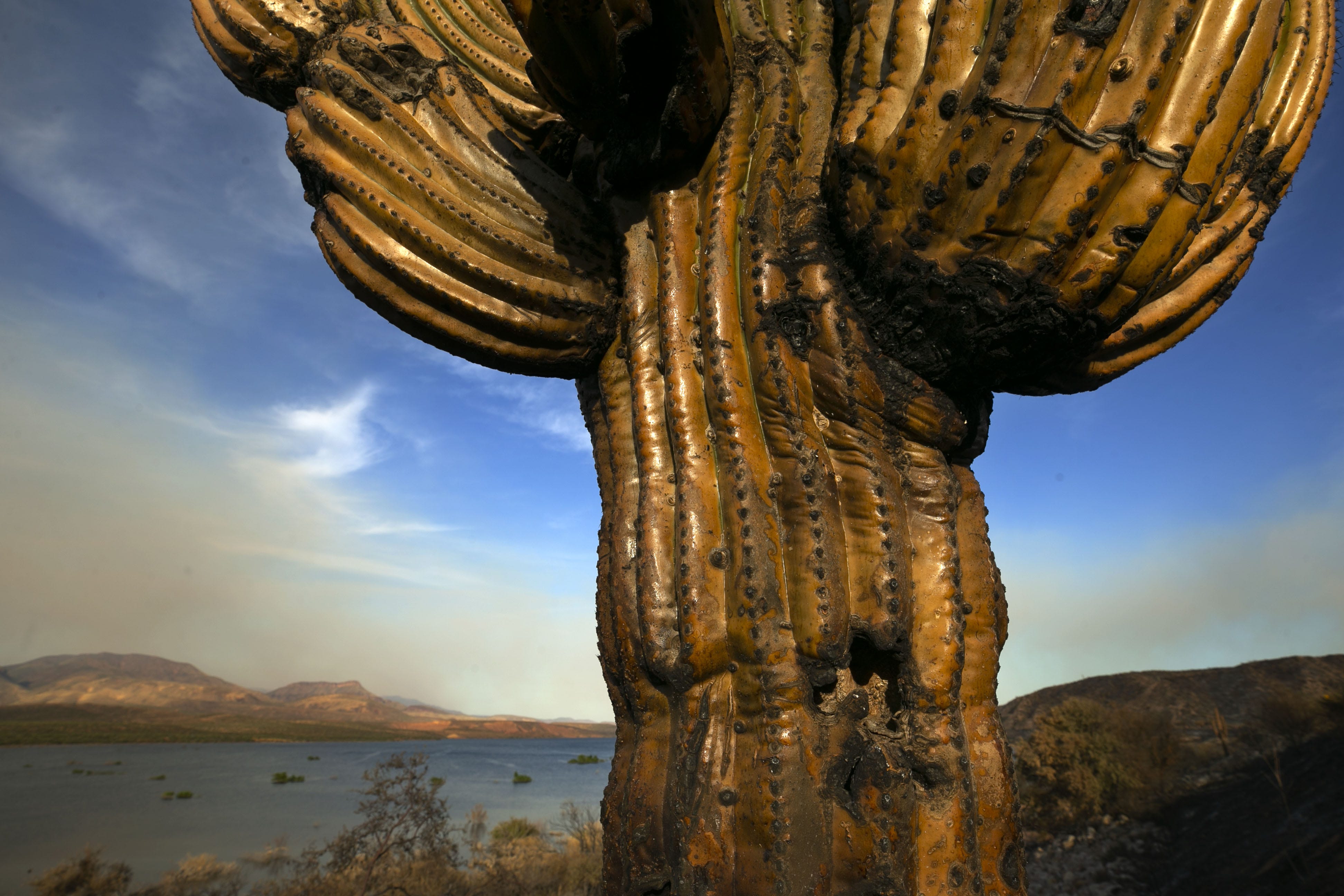 Saguaros and wildfire: How Bush Fire ravaged Arizona's iconic cactus
