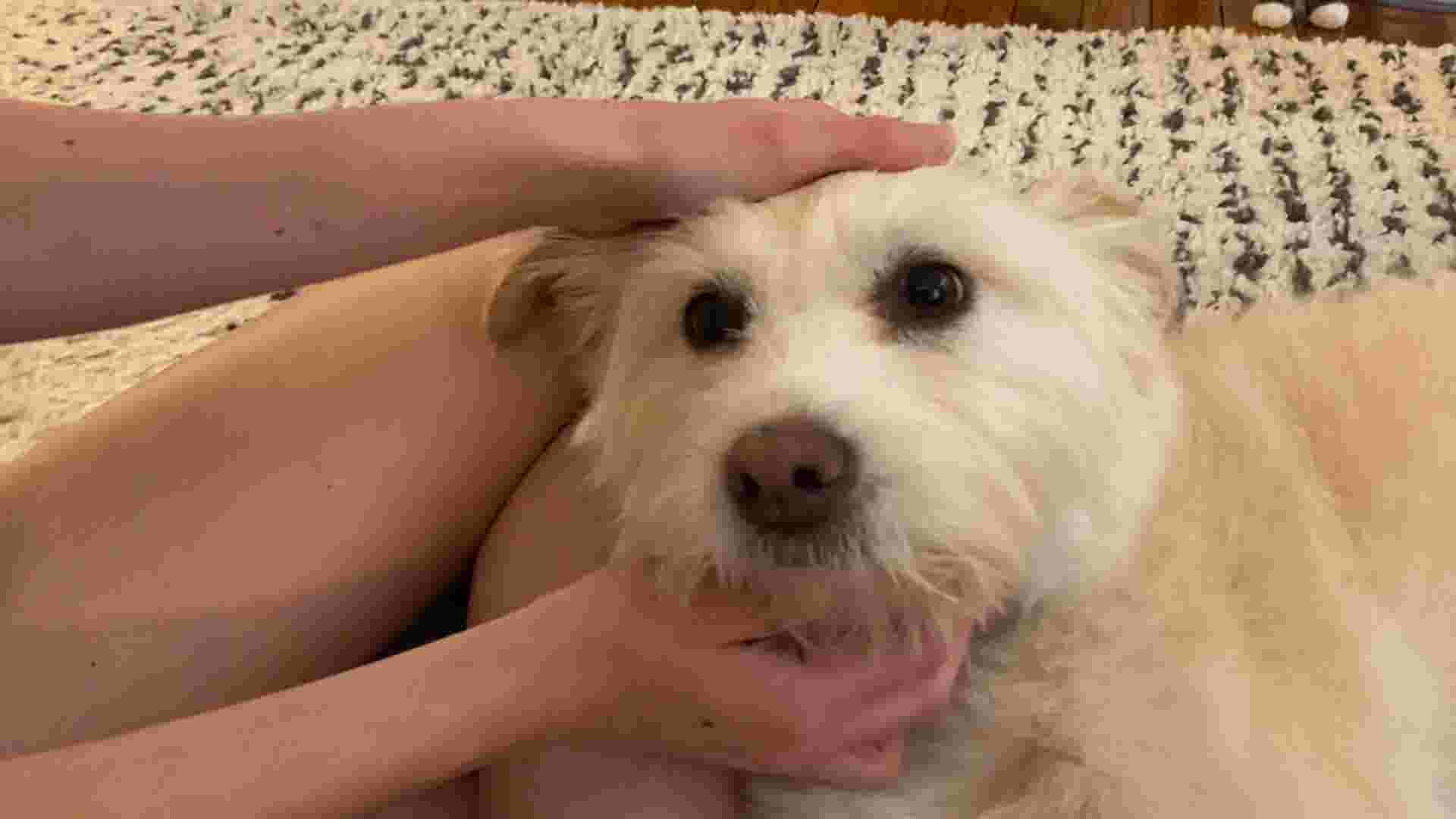 22 pets get big 'thank you' from their humans