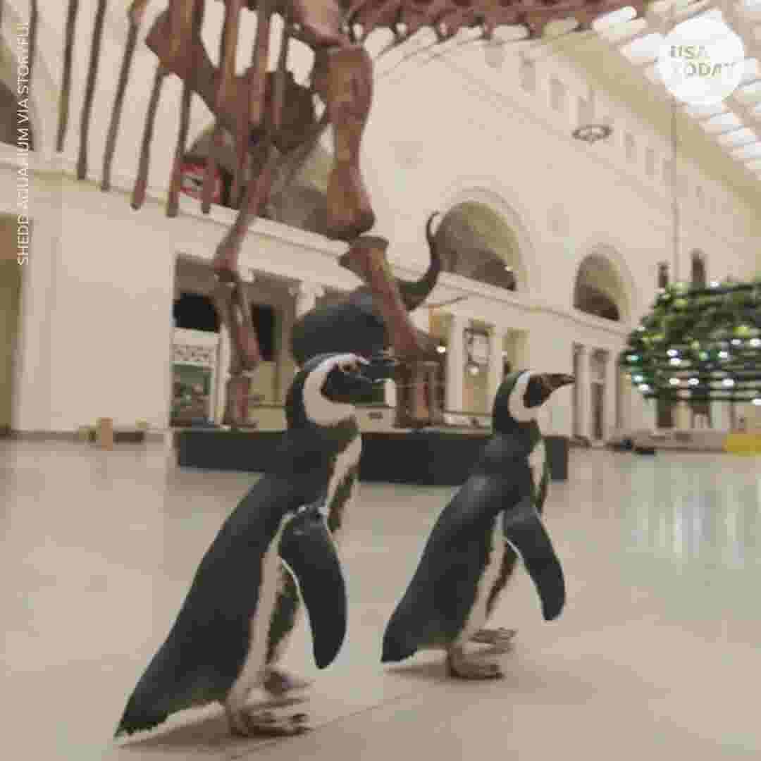 Penguins explore empty Chicago museum ahead of reopening