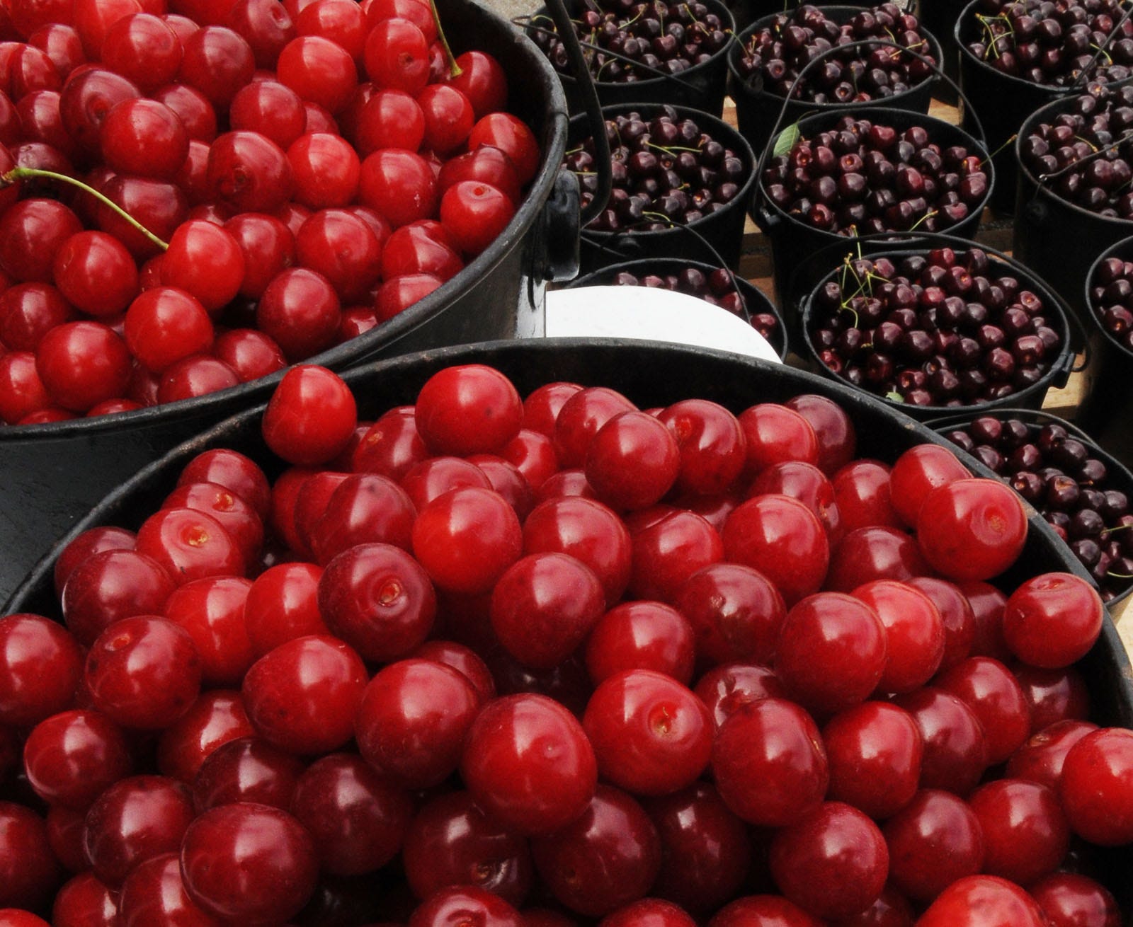 Door County cherry picking: A guide to the 2021 pick-your-own season