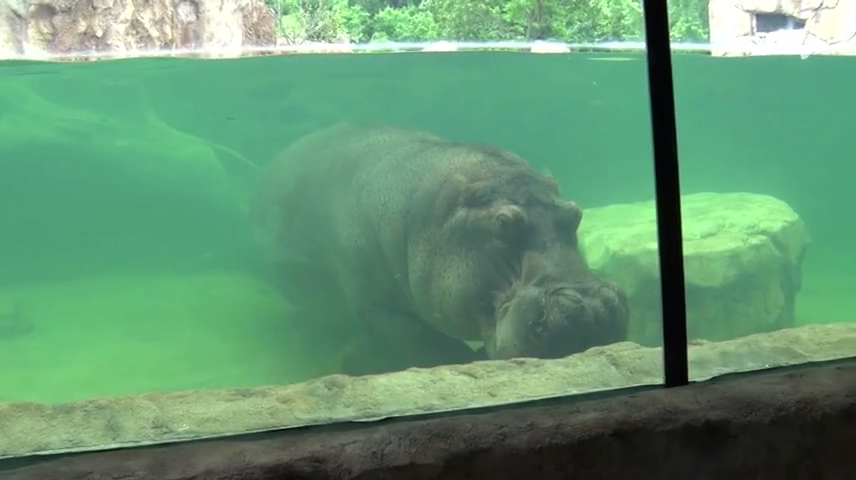 Zoo unveils new hippo habitat featuring large underwater viewing area