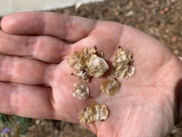 Controlling invasive Siberian elm trees