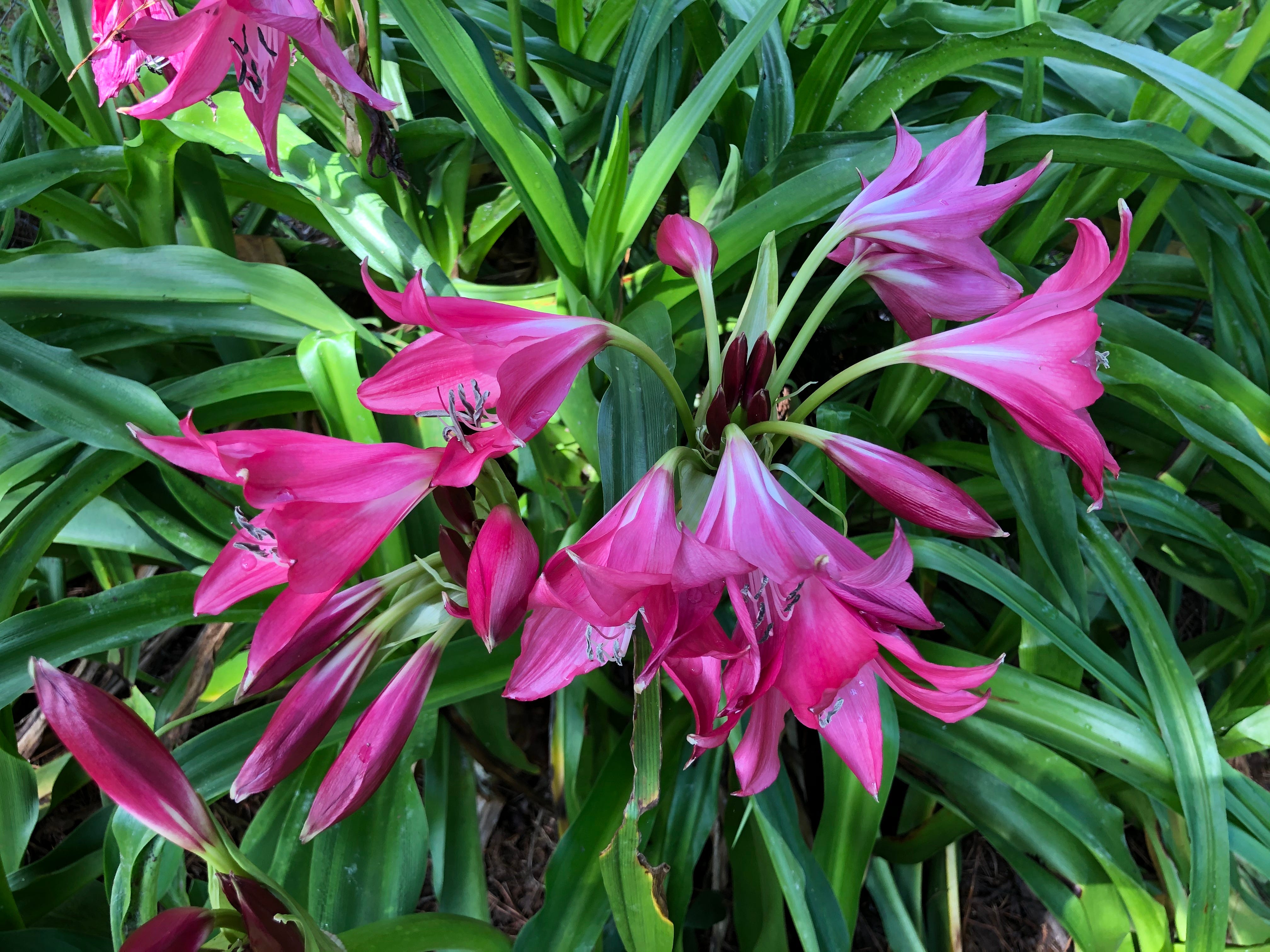 Long live the lilies: Crinums can last for generations
