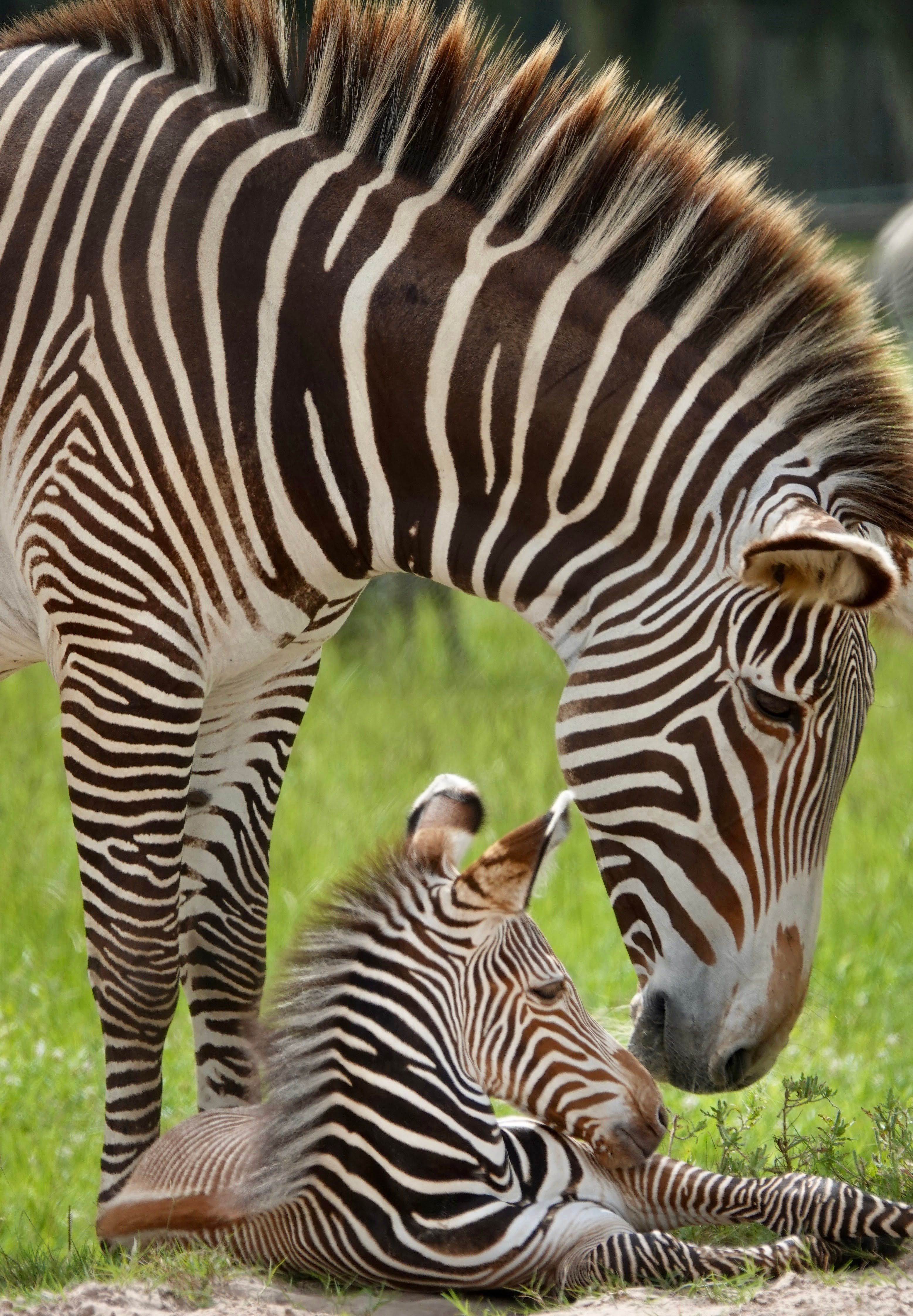 Endangered Grevy's zebra born at White Oak Conservation in Yulee