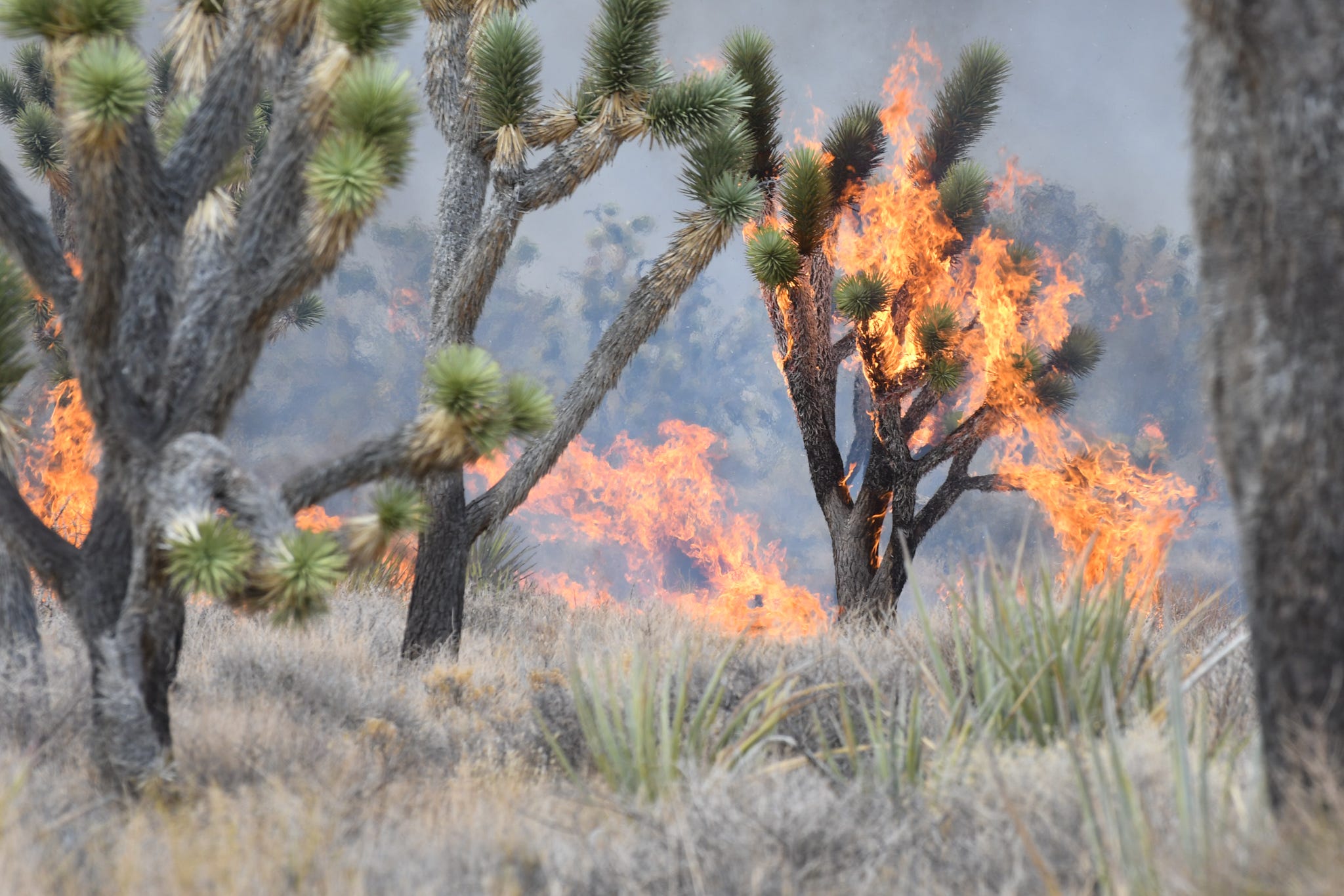 Dome Fire torches through 43,000 acres at Mojave National Preserve