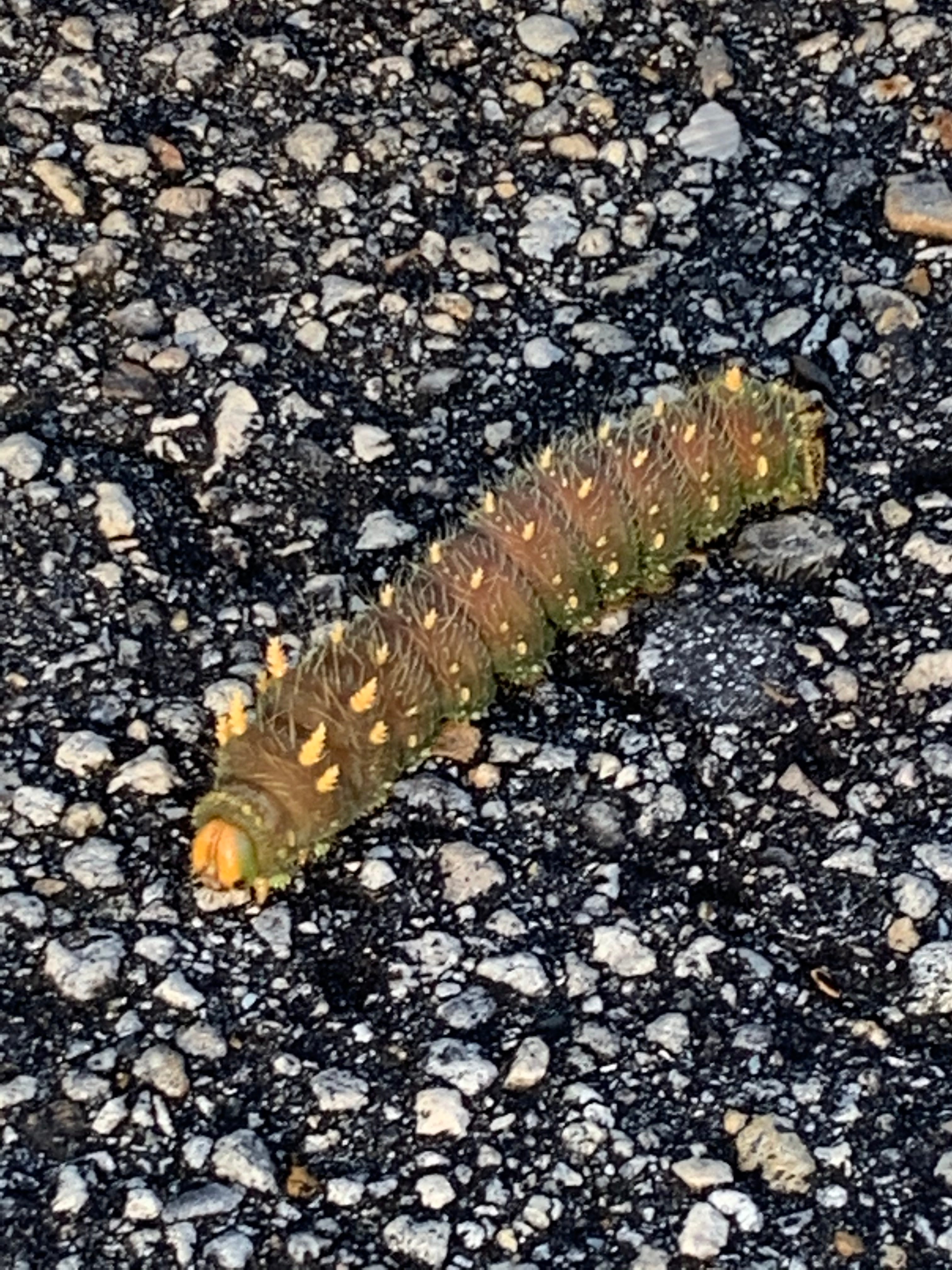 Imperial Moth Caterpillar Poisonous