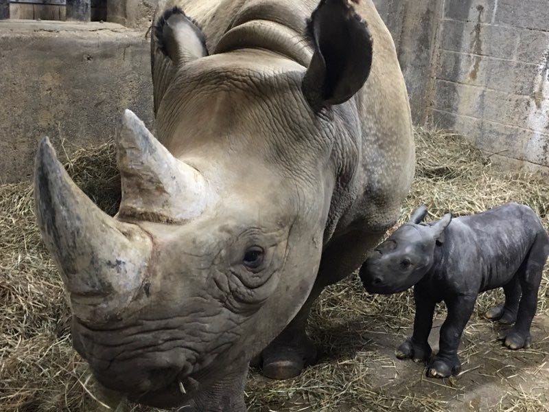 Critically endangered eastern black rhino calf born at Cincinnati Zoo