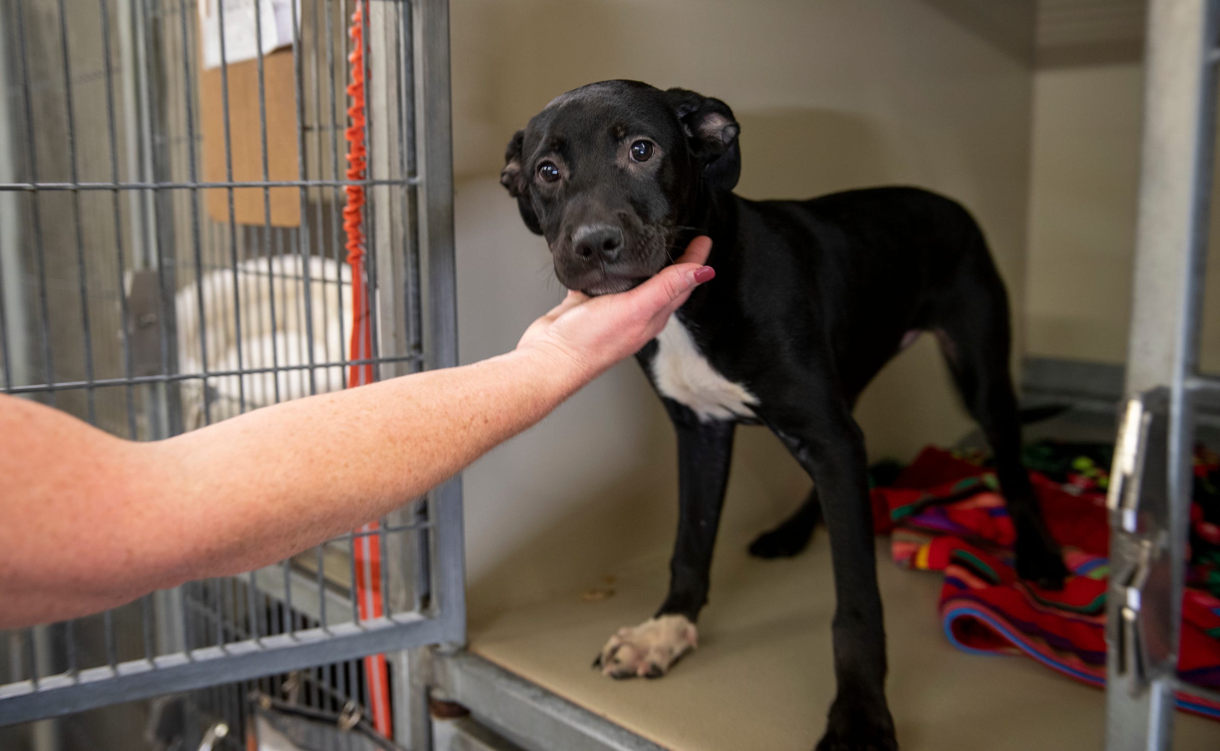 Can A Penny Kill A Dog