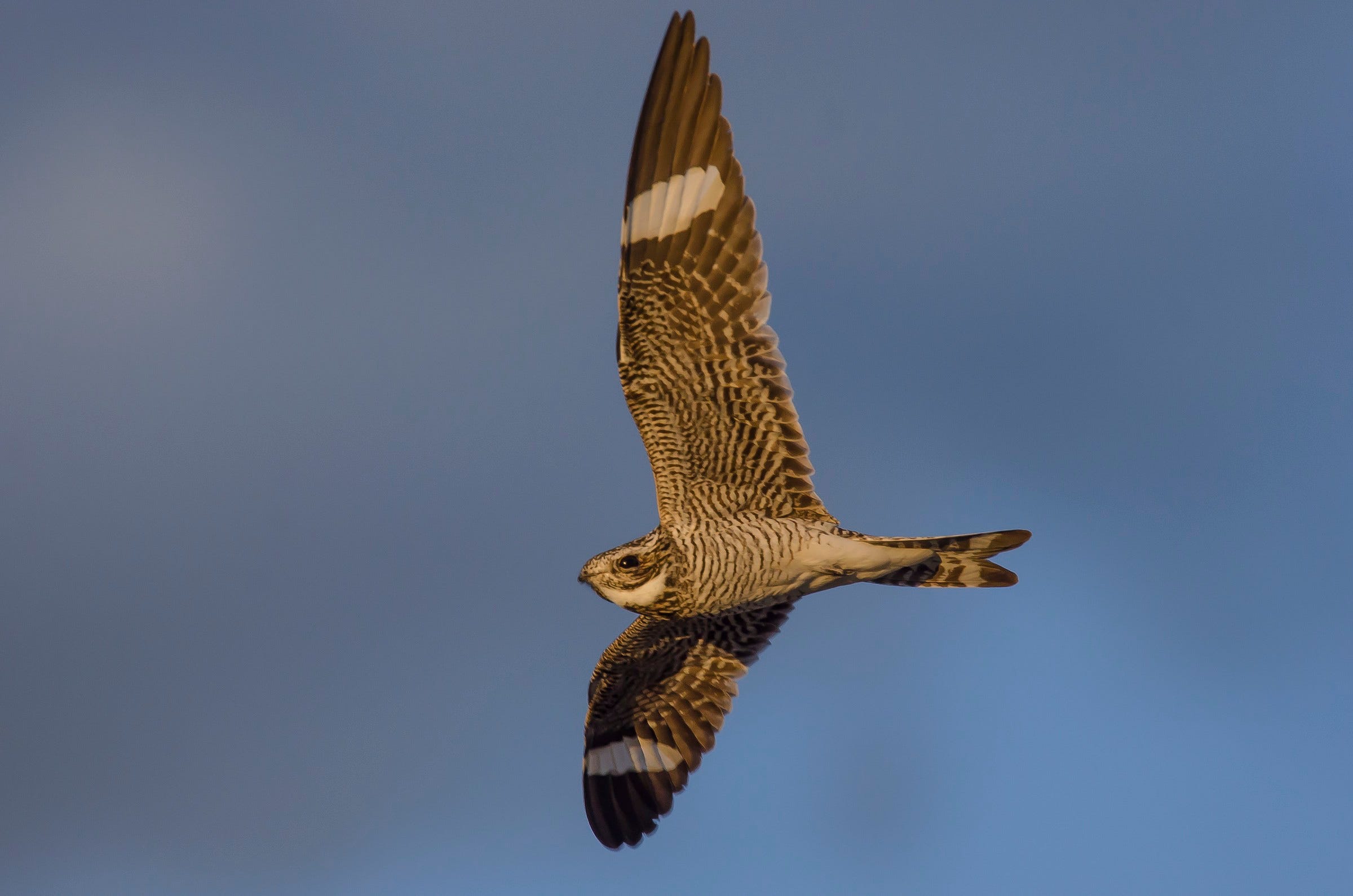 Although nighthawks are in severe decline, sighting provides hope