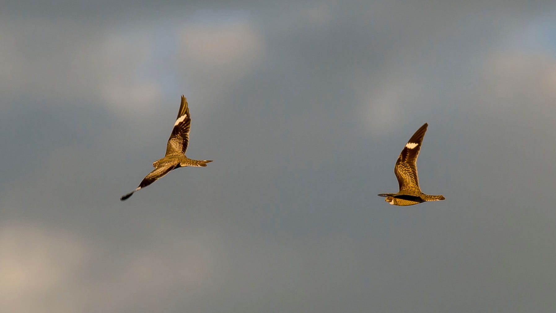 common nighthawk in flight