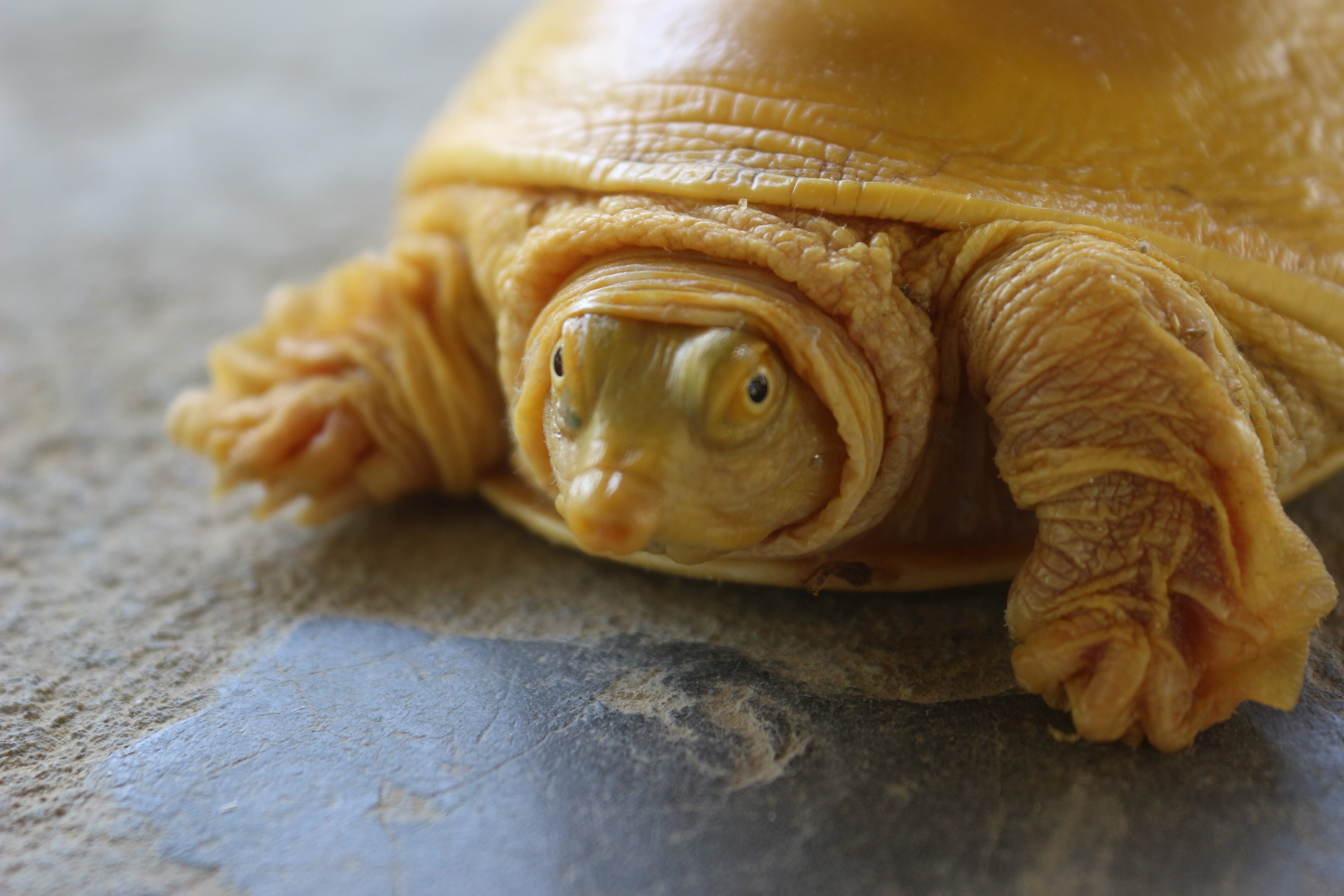Victor Valley College prof publishes paper on rare golden turtle