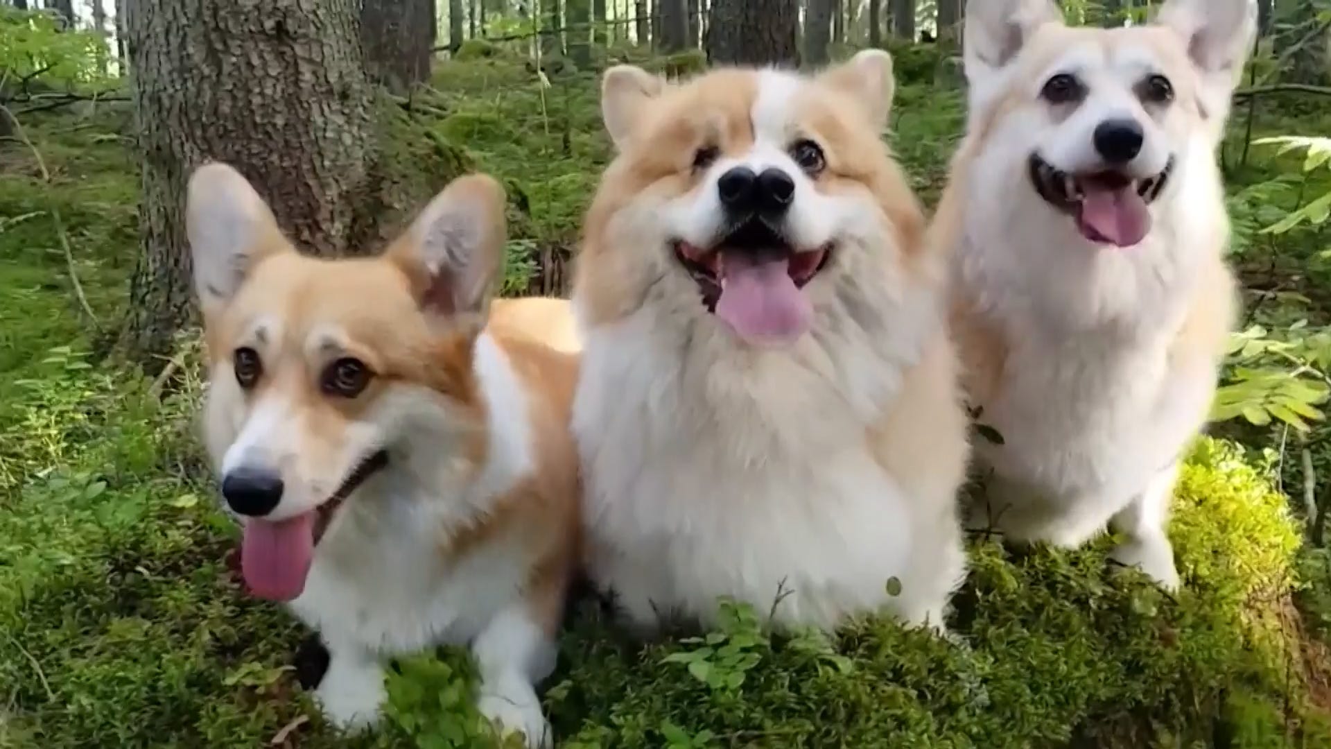 Dog with two noses finds a loving home