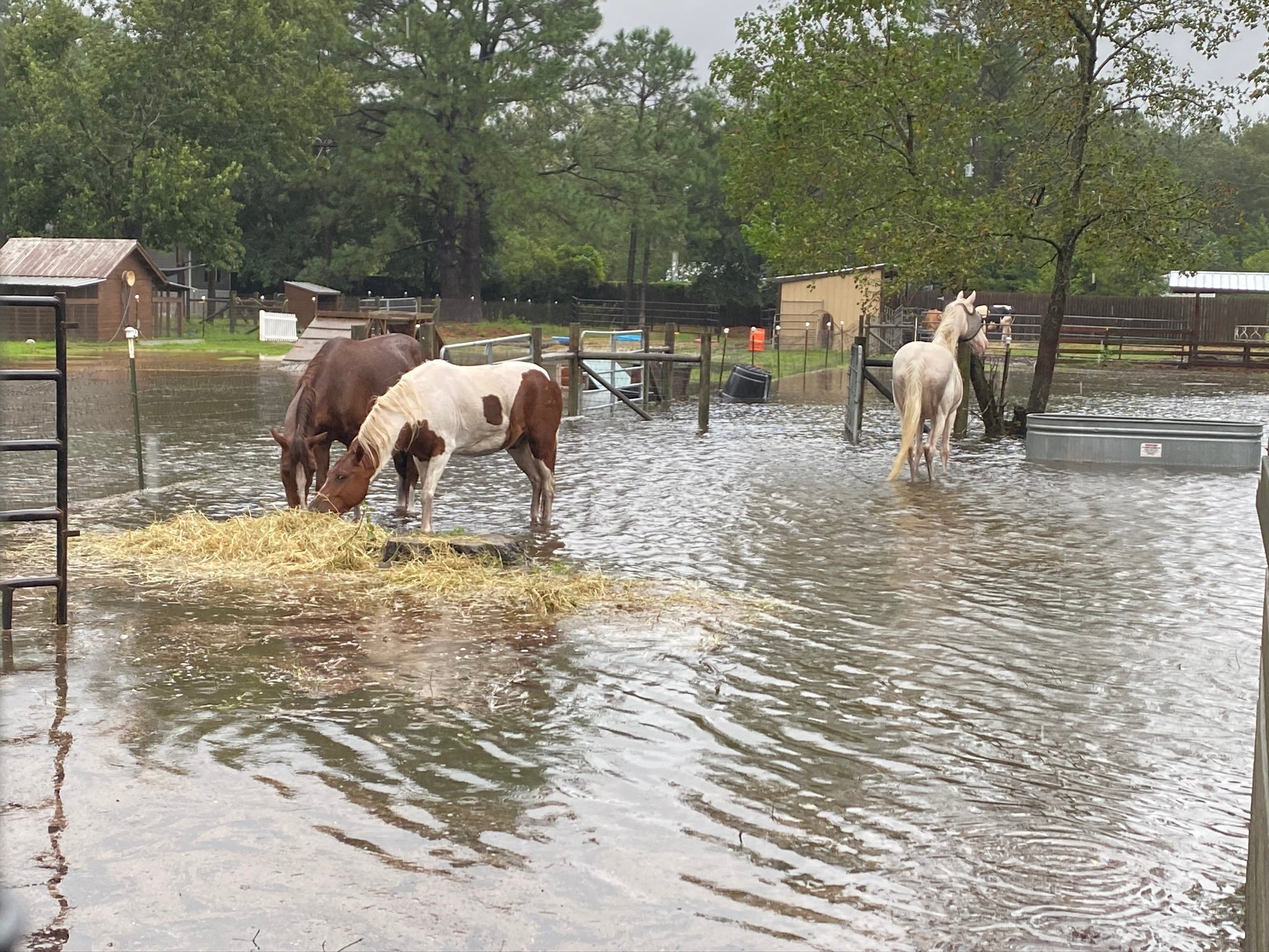 Alaqua Animal Refuge in Florida announces plans to move immediately