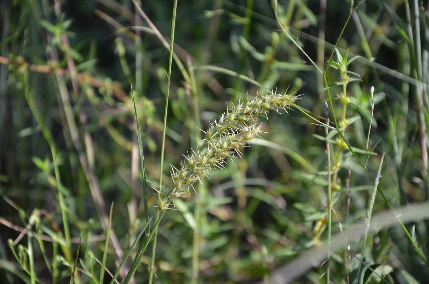 Hitchhiking burrs spread sandspurs into lawns