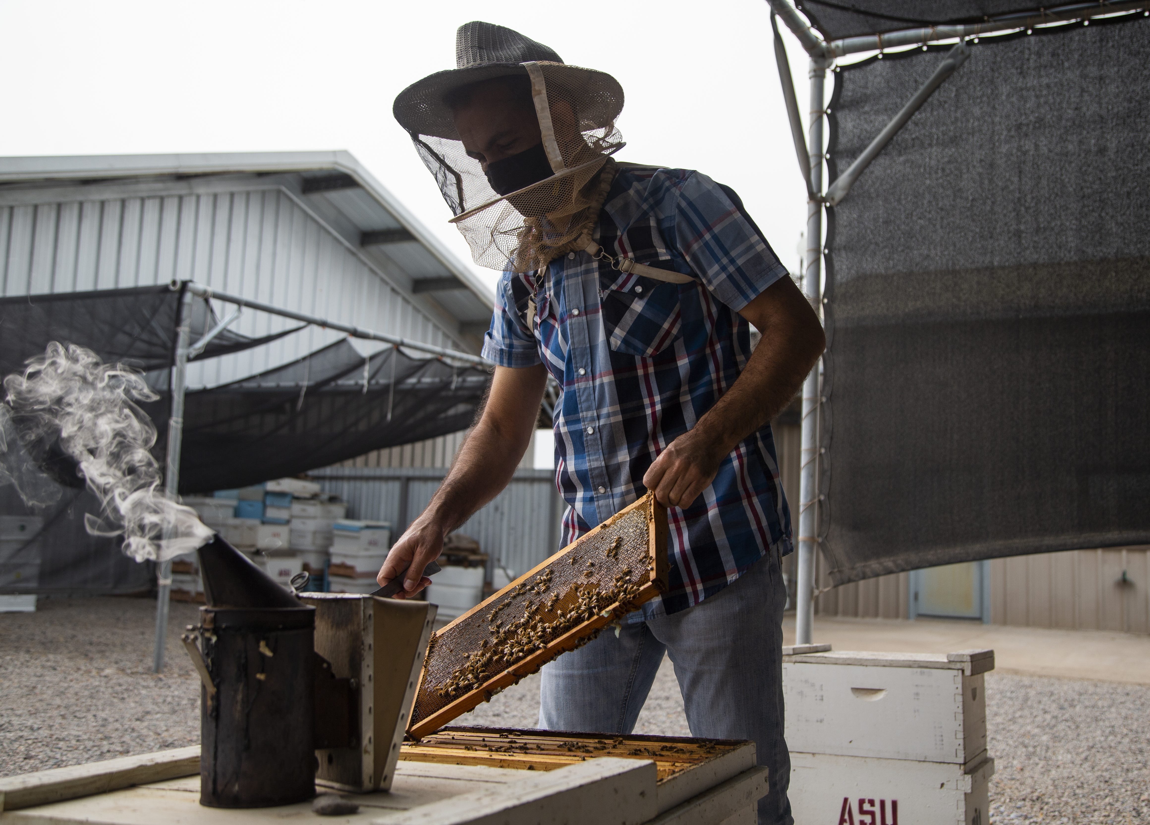 How to become a beekeeper in Phoenix: ASU Bee Lab classes