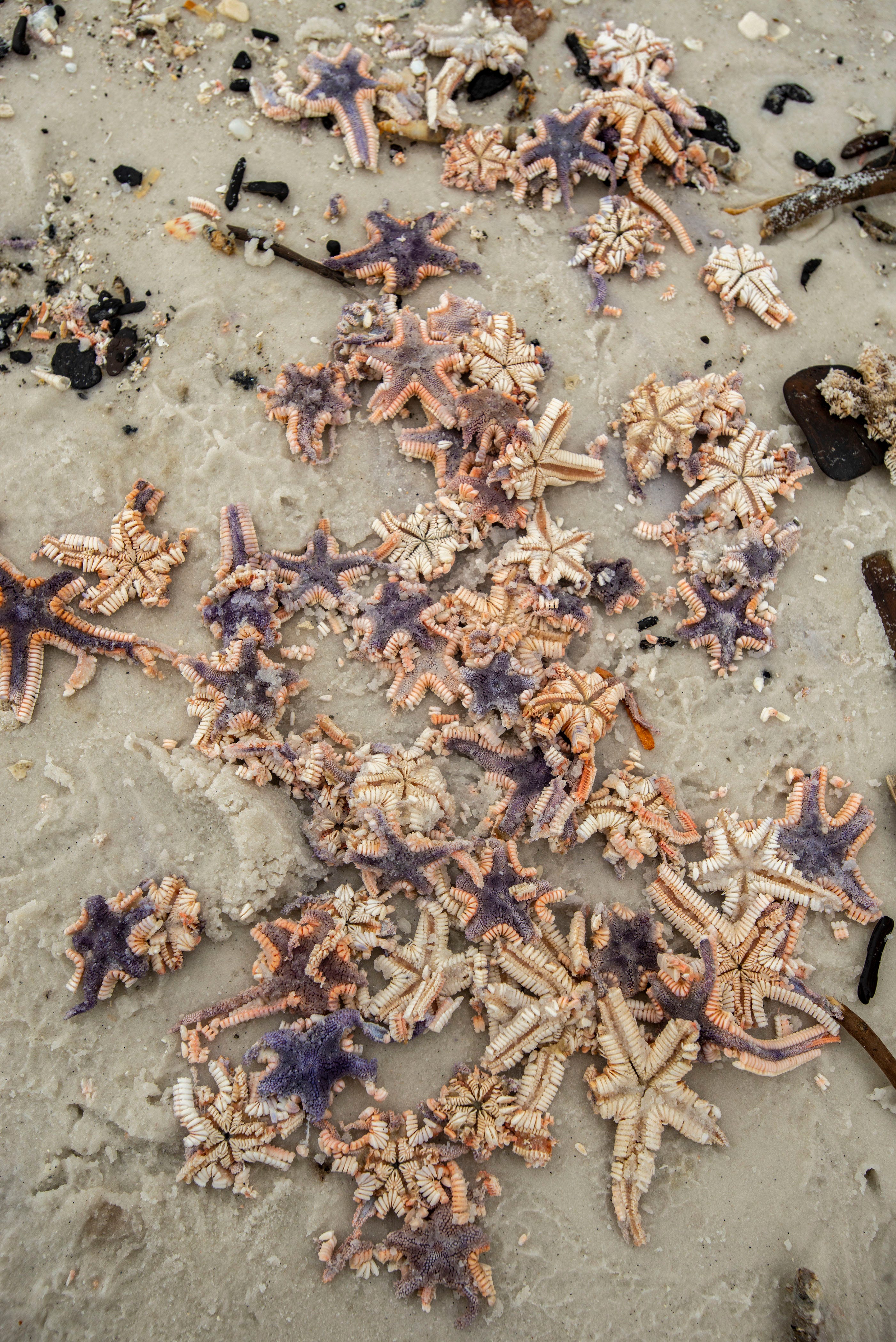 Hurricane Sally: Thousands of starfish wash up on Navarre Beach