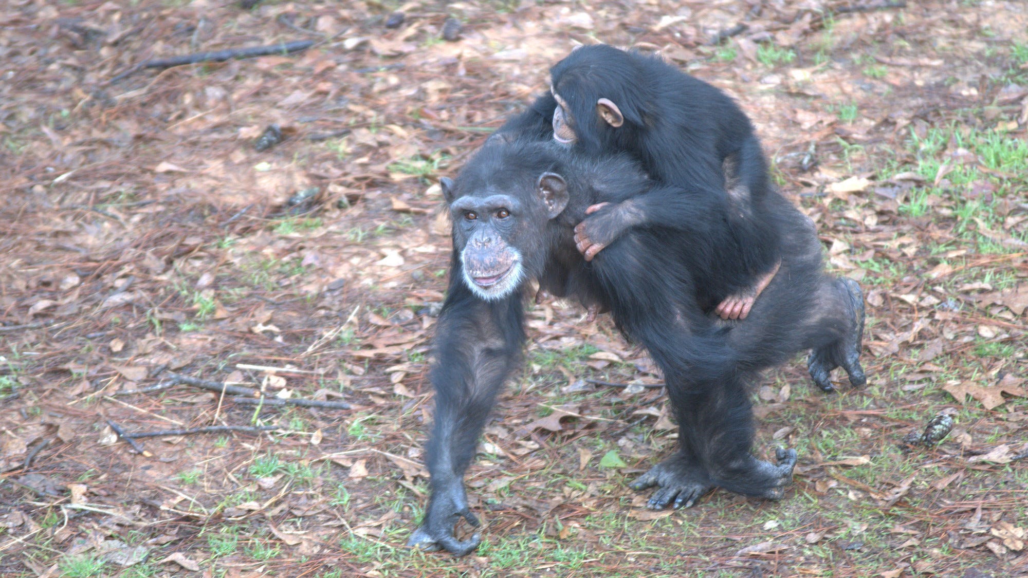 Rescued chimps arrive at Chimp Haven in time for Christmas