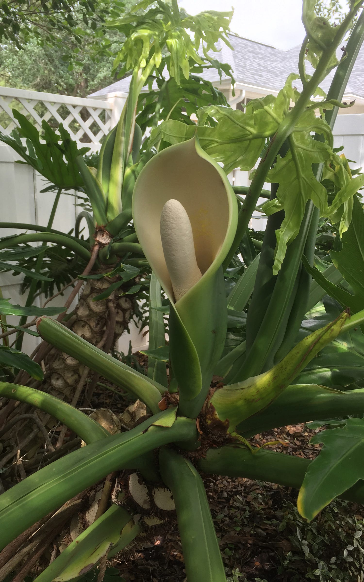 A Stroll Through the Garden: Yellow leaves on split-leaf philodendrons