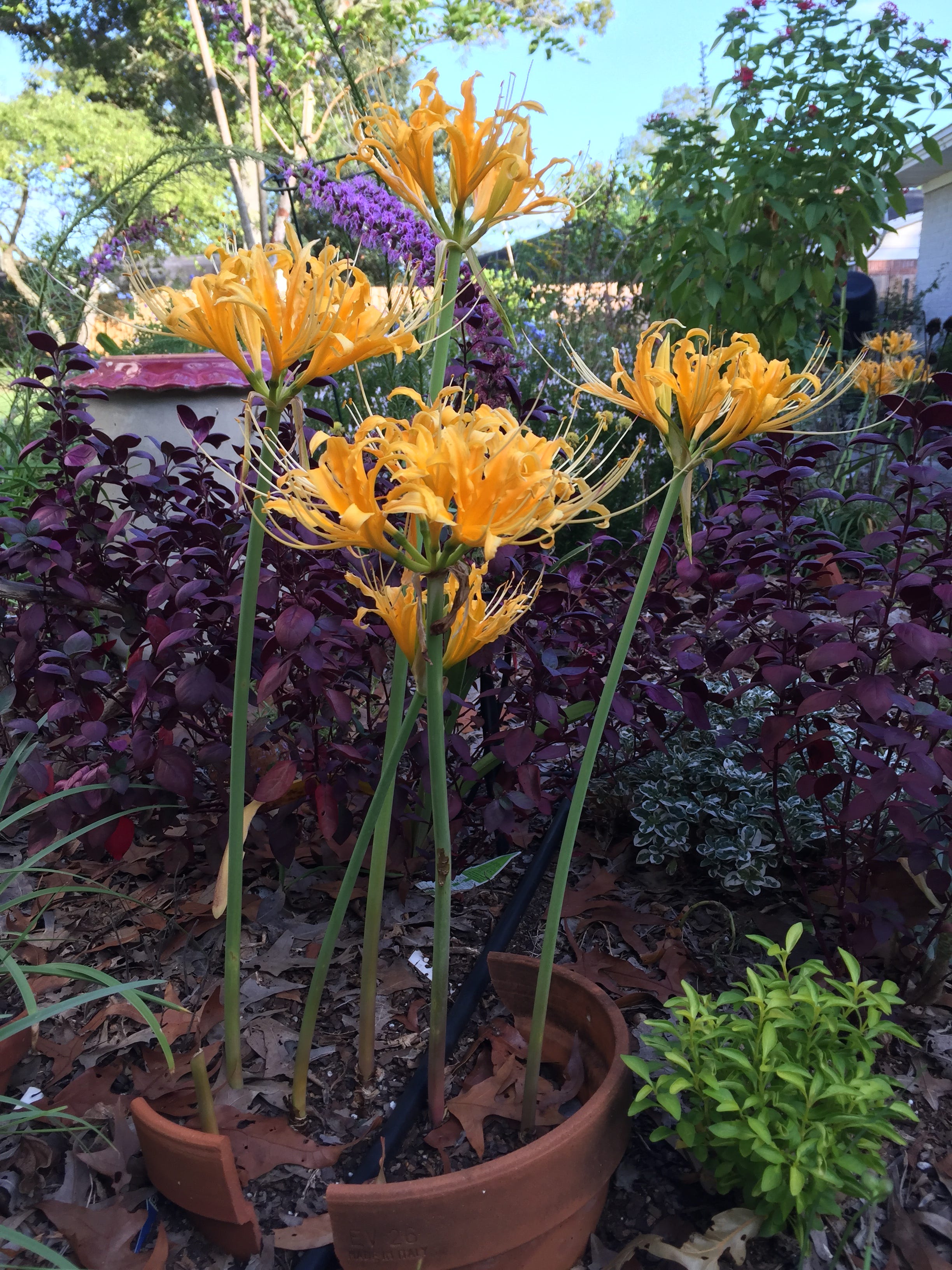 Garden Q&A: Planting hurricane lilies and other bulbs in Florida