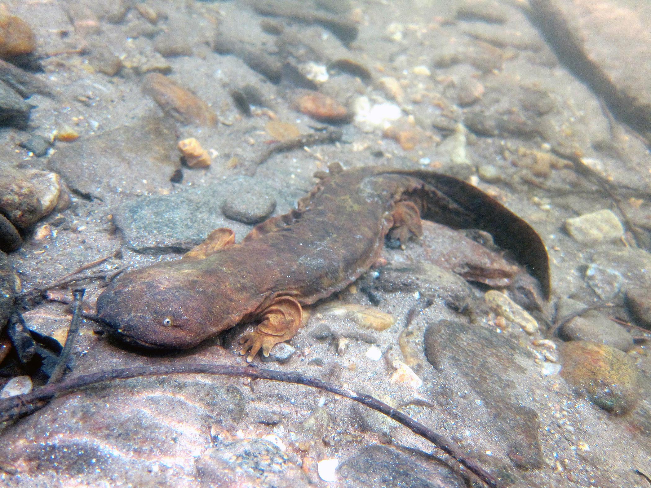 NC Wildlife Resources Commission seeks sightings of Eastern hellbender ...