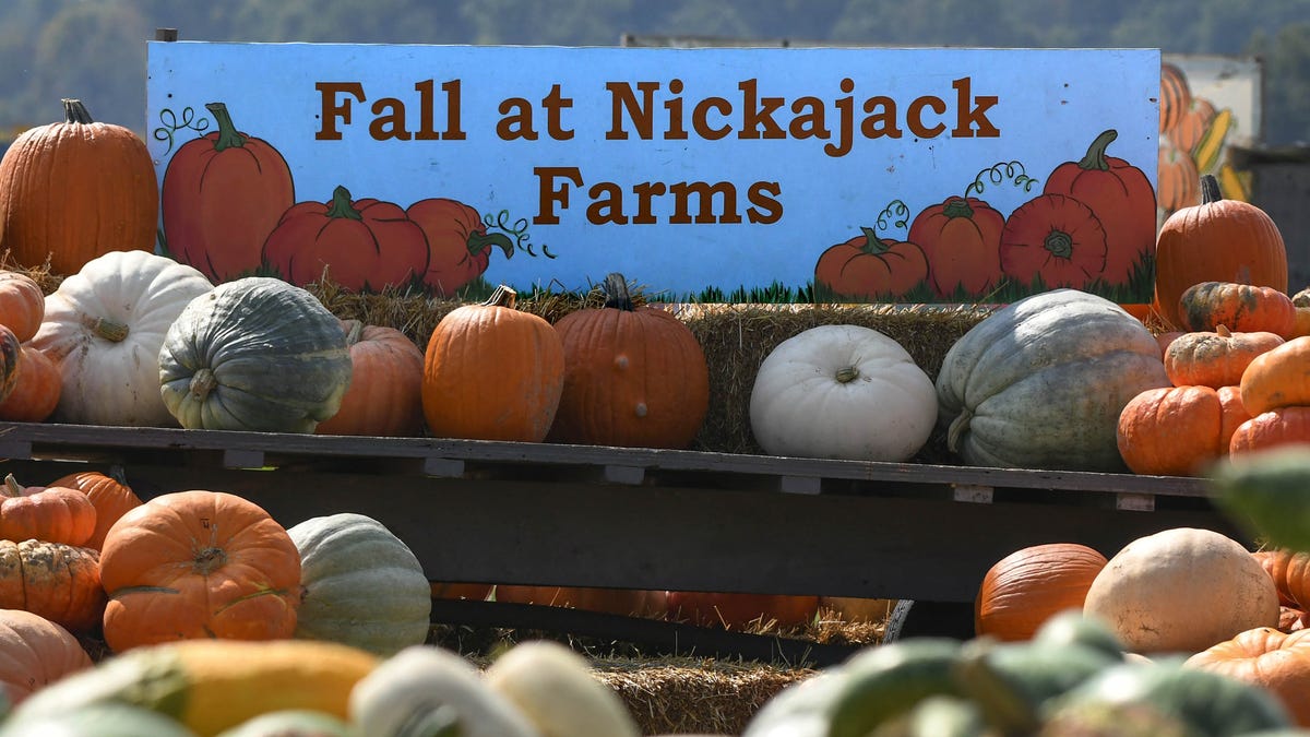 Nickajack Farms has fall family fun