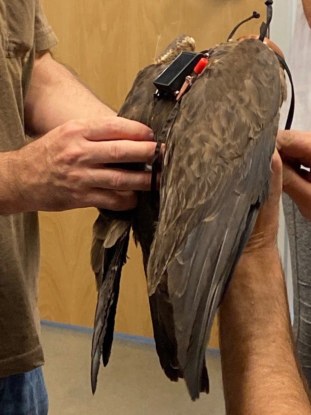 Injured hawk is released with a tracker after months of rehab
