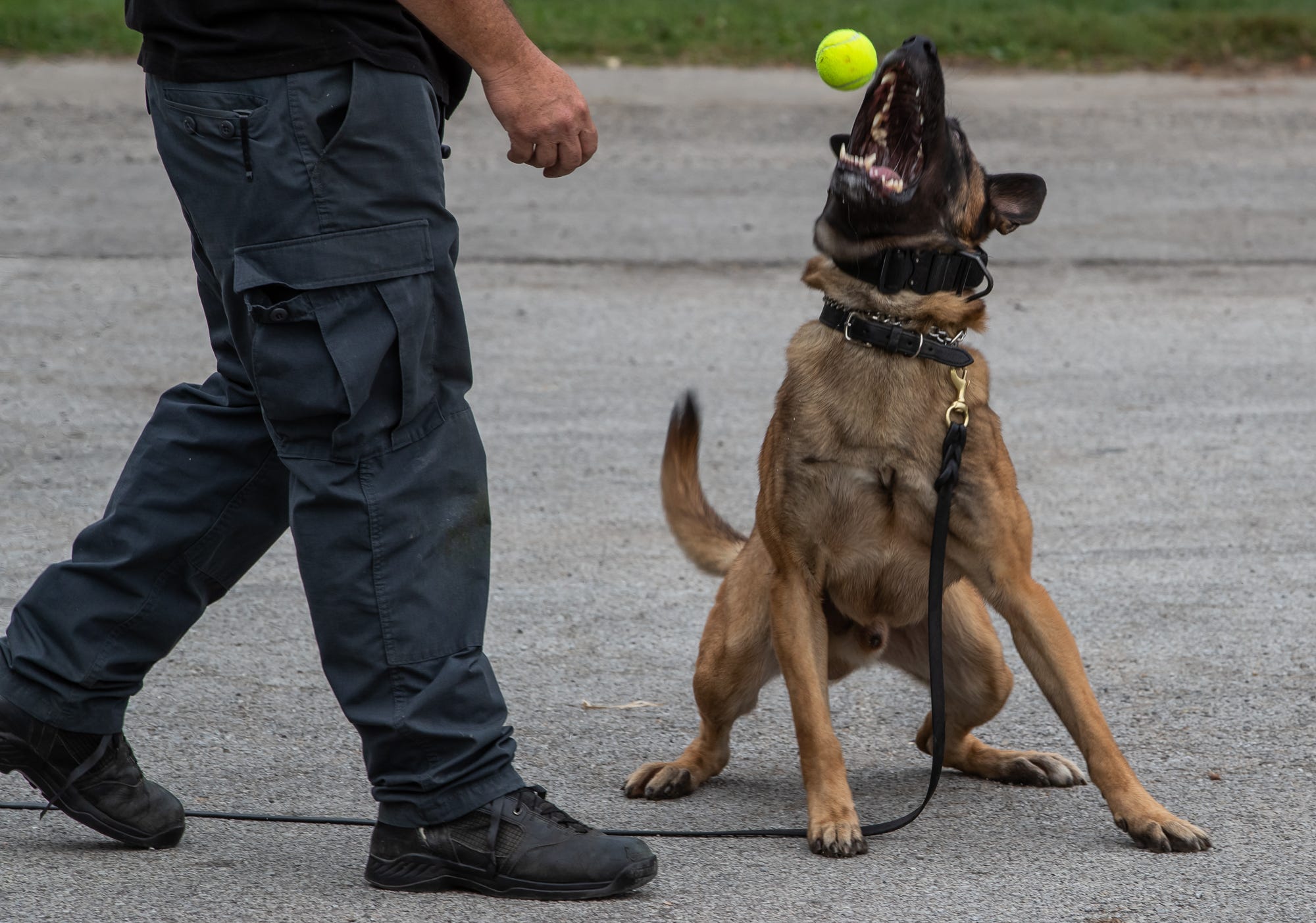 Are Police Dogs Trained To Release On Command