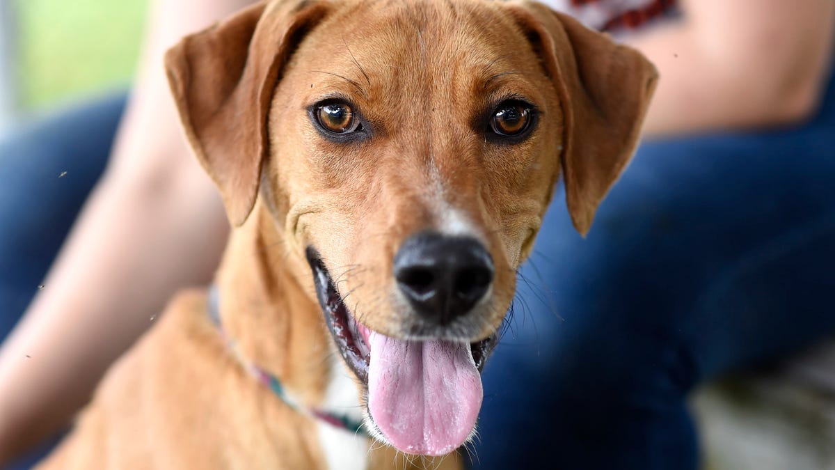 These adoptable pets are looking for a forever home