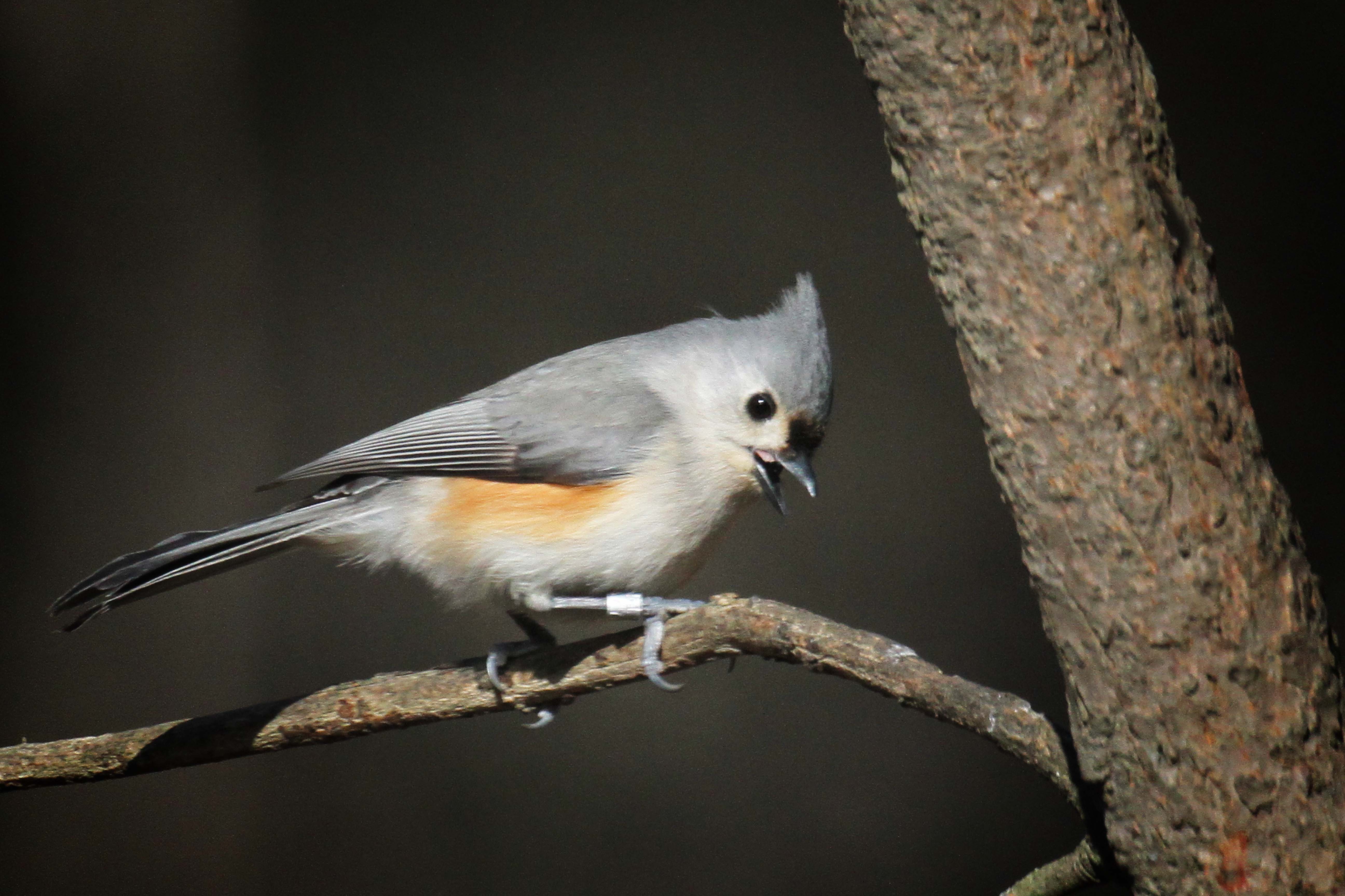 For the Birds: Tracking migrant birds