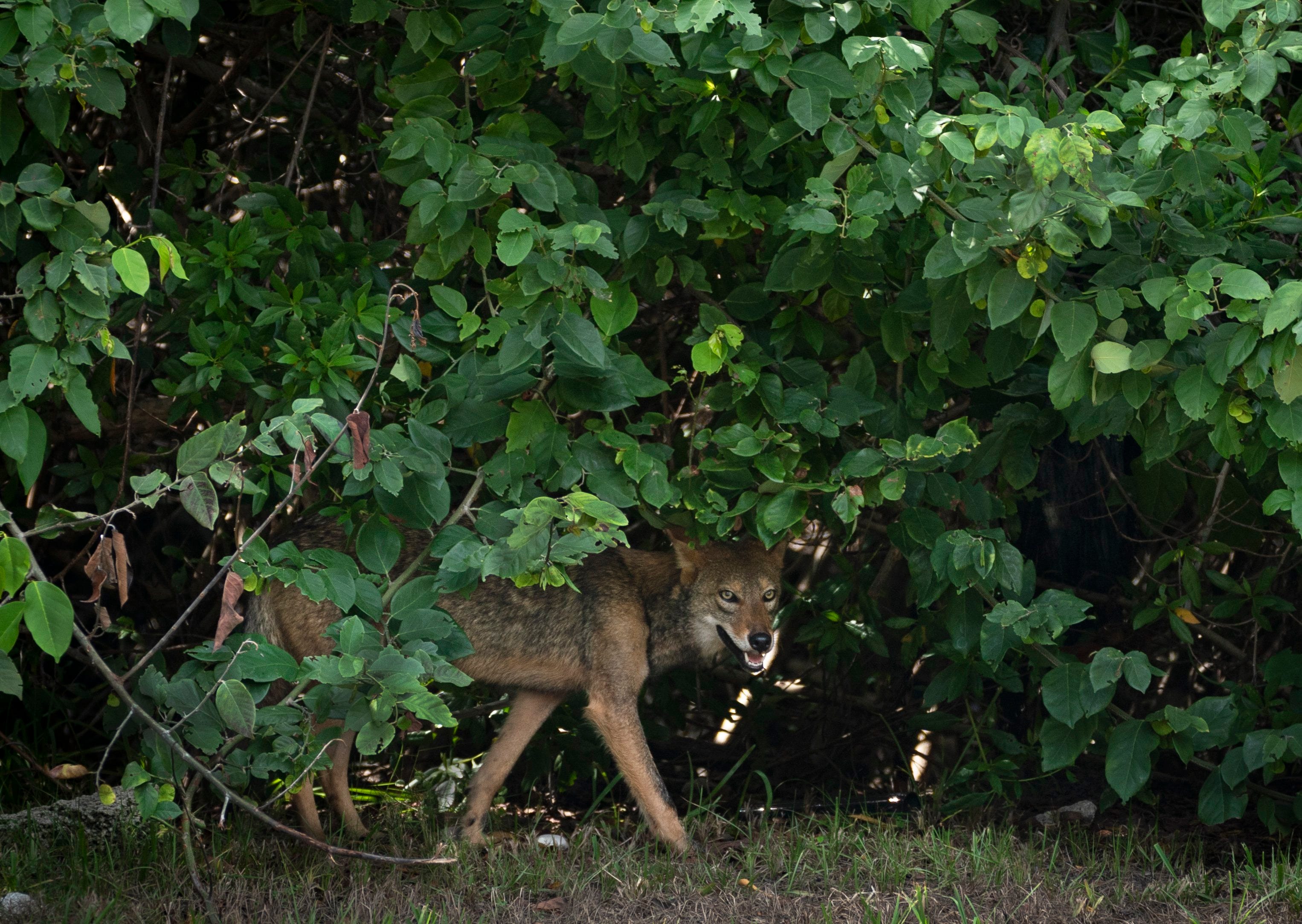Trapping coyotes on Palm Beach