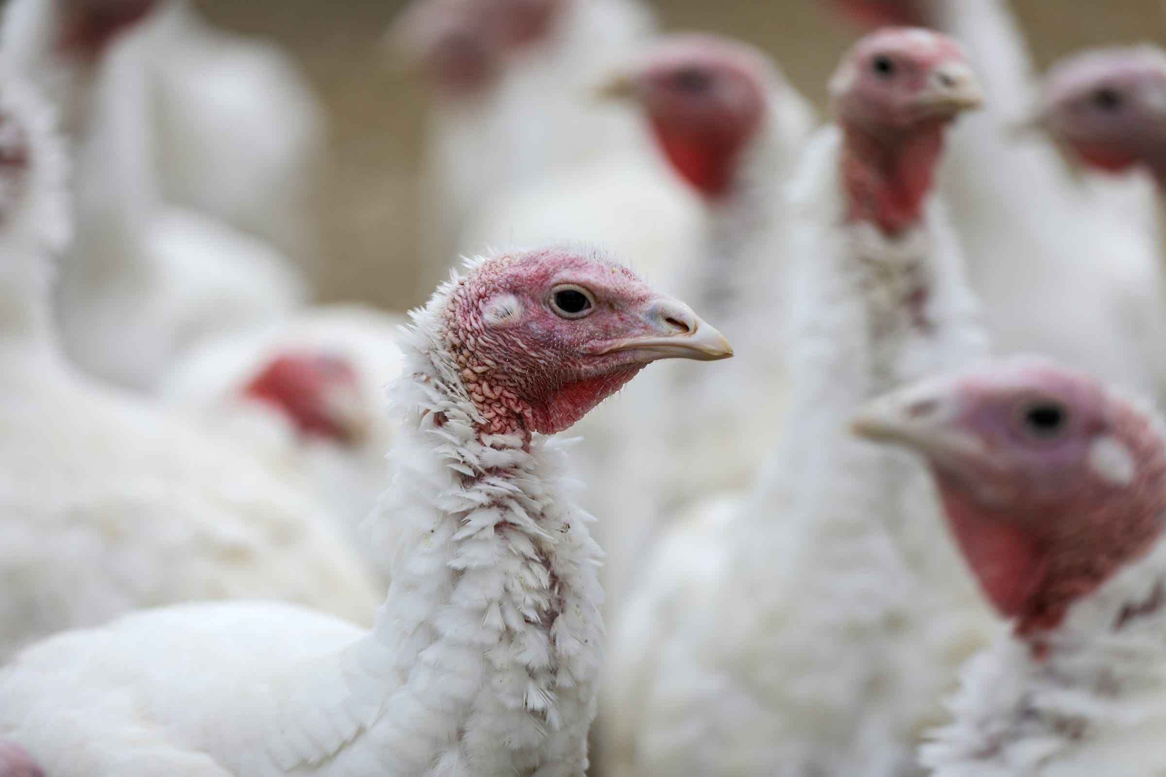 10 places in metro Detroit to buy a fresh turkey