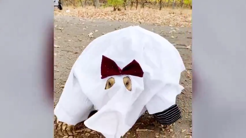 A spoiled pet tortoise wears a spooky ghost outfit
