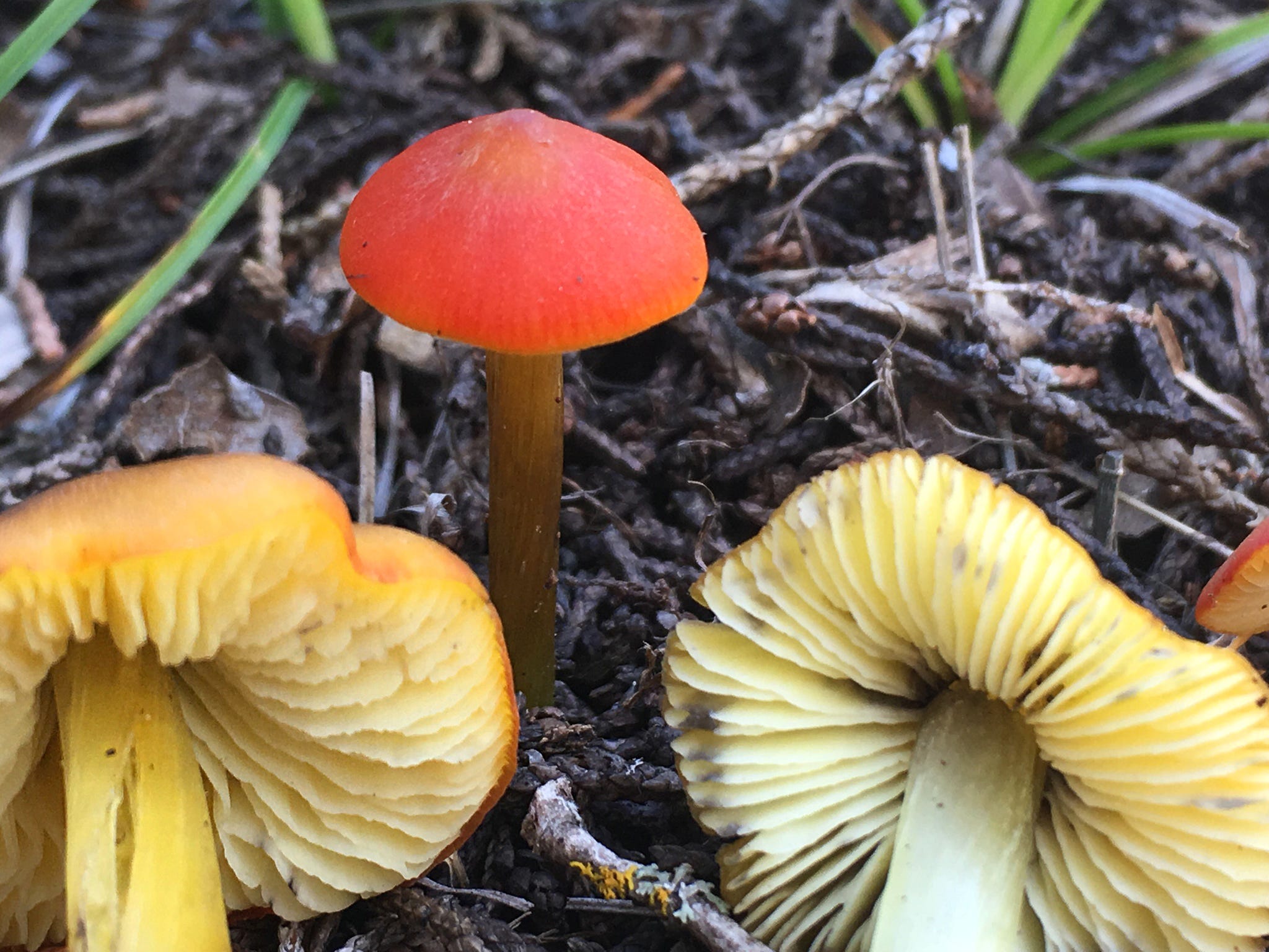 Word from the Smokies: The mysterious case of of fire-enhanced fungi