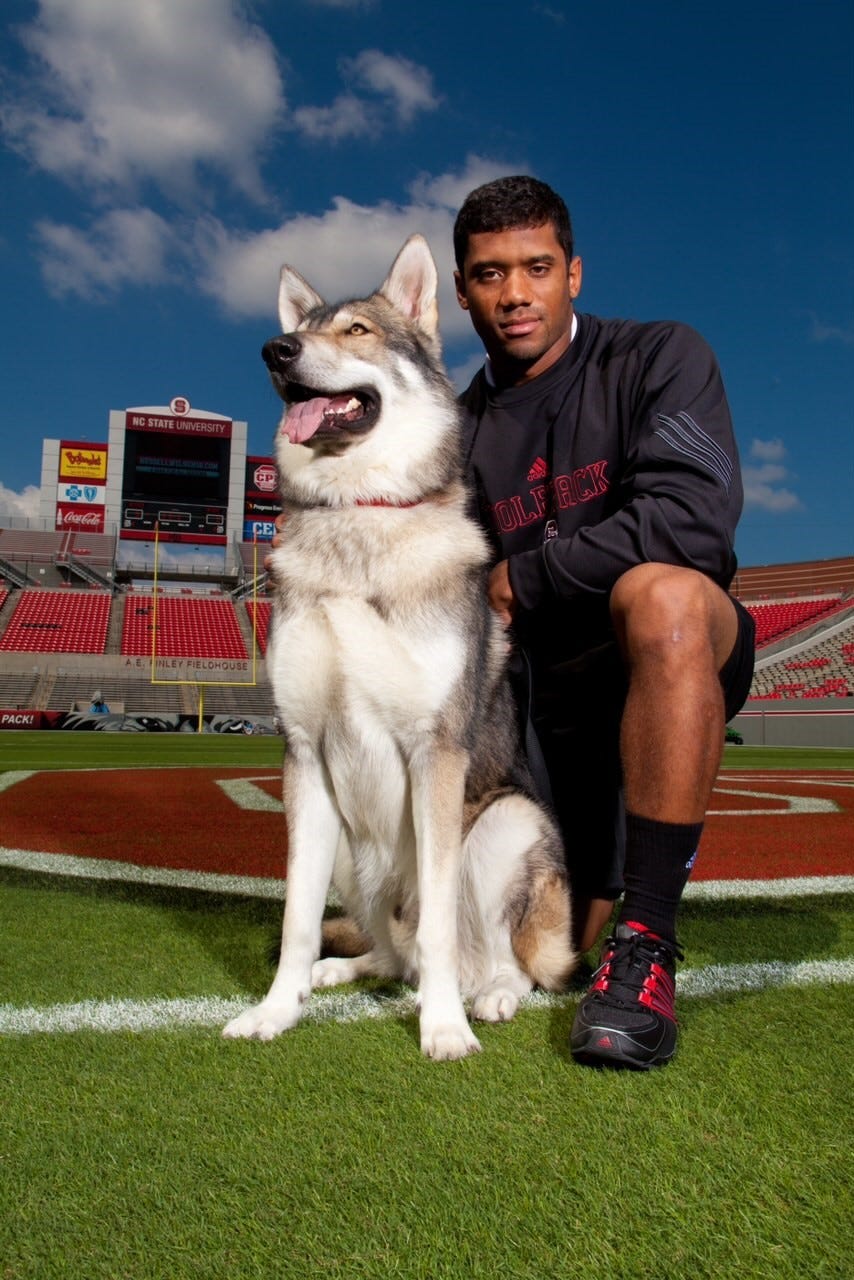History of NC State's live mascots Tuffy I and Tuffy II
