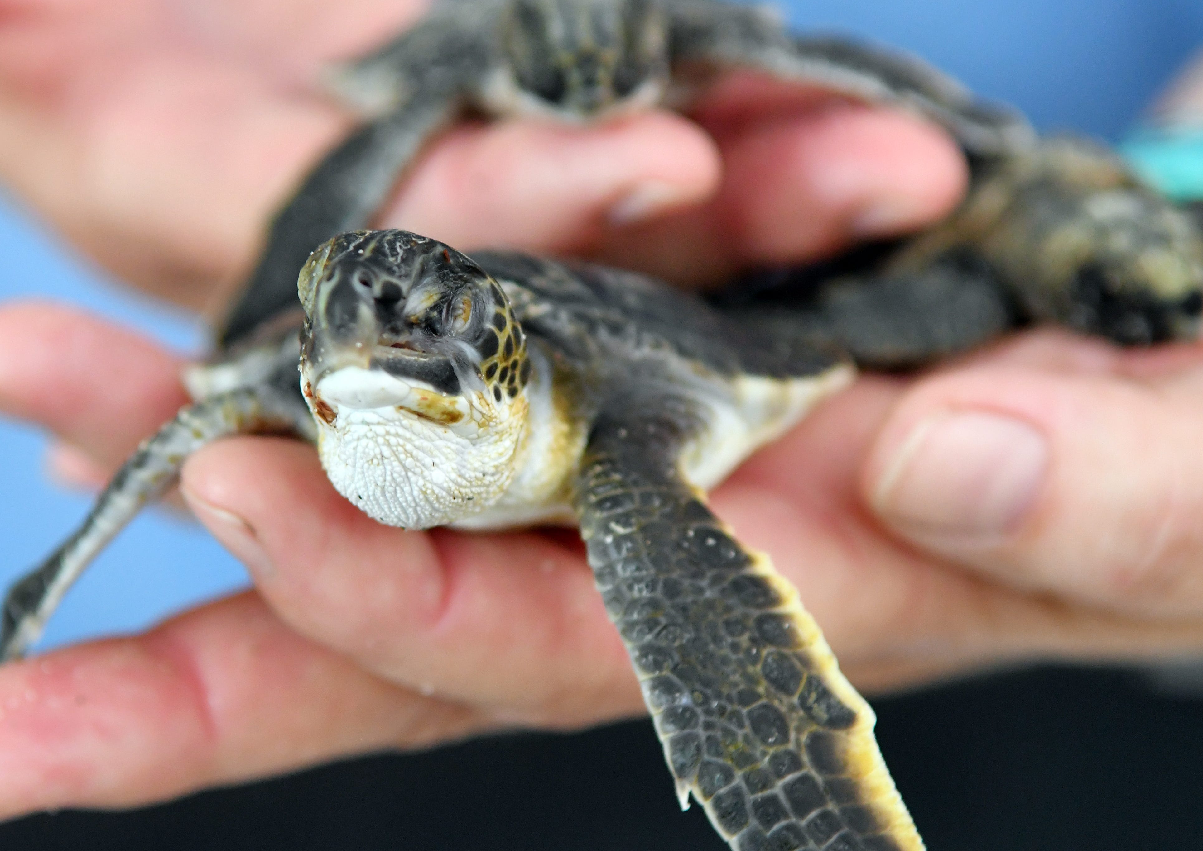 Tropical Storm Eta strands dozens of baby sea turtles along Space Coast ...