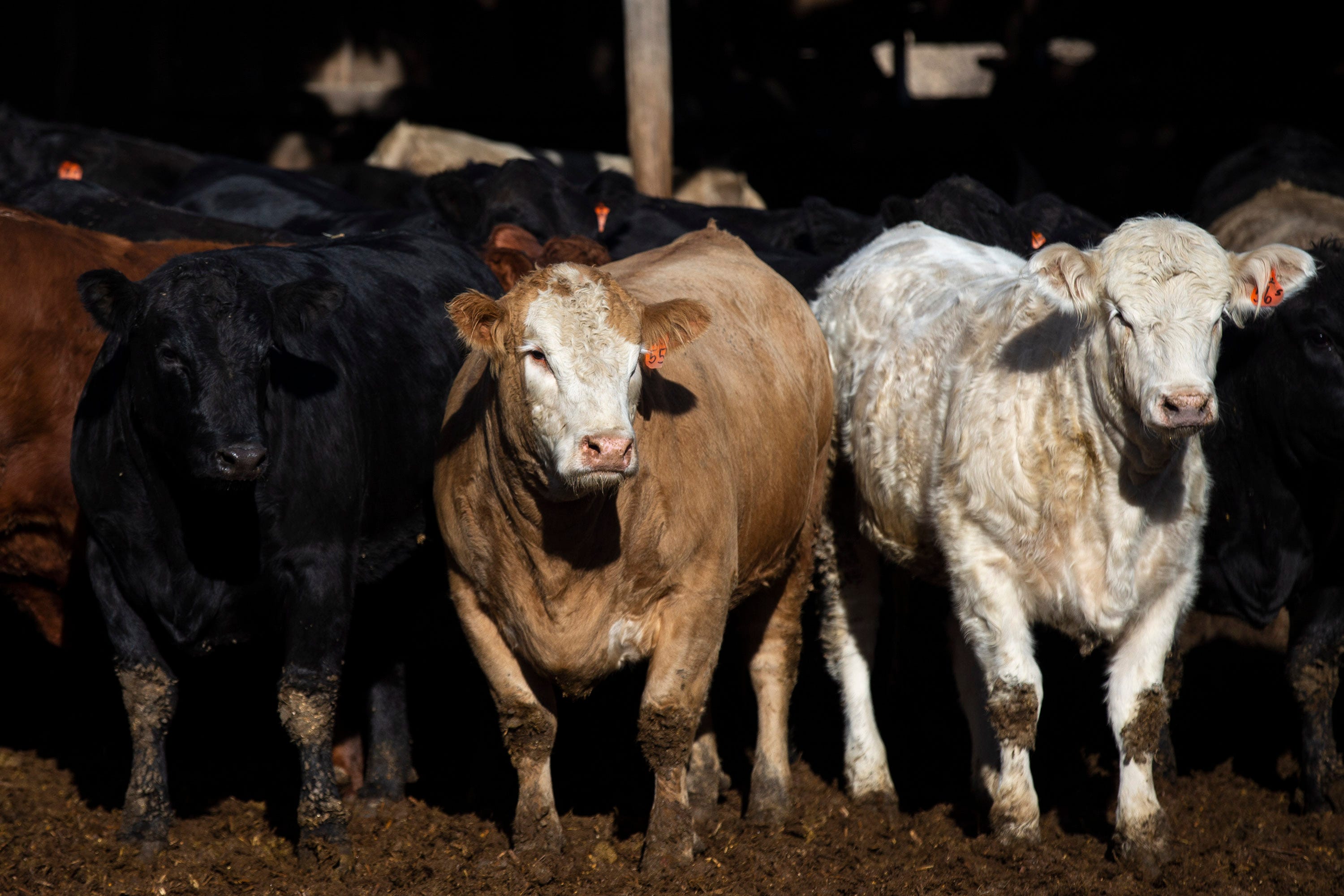 Congressional leaders: Why do Iowa cattle producers get low prices?
