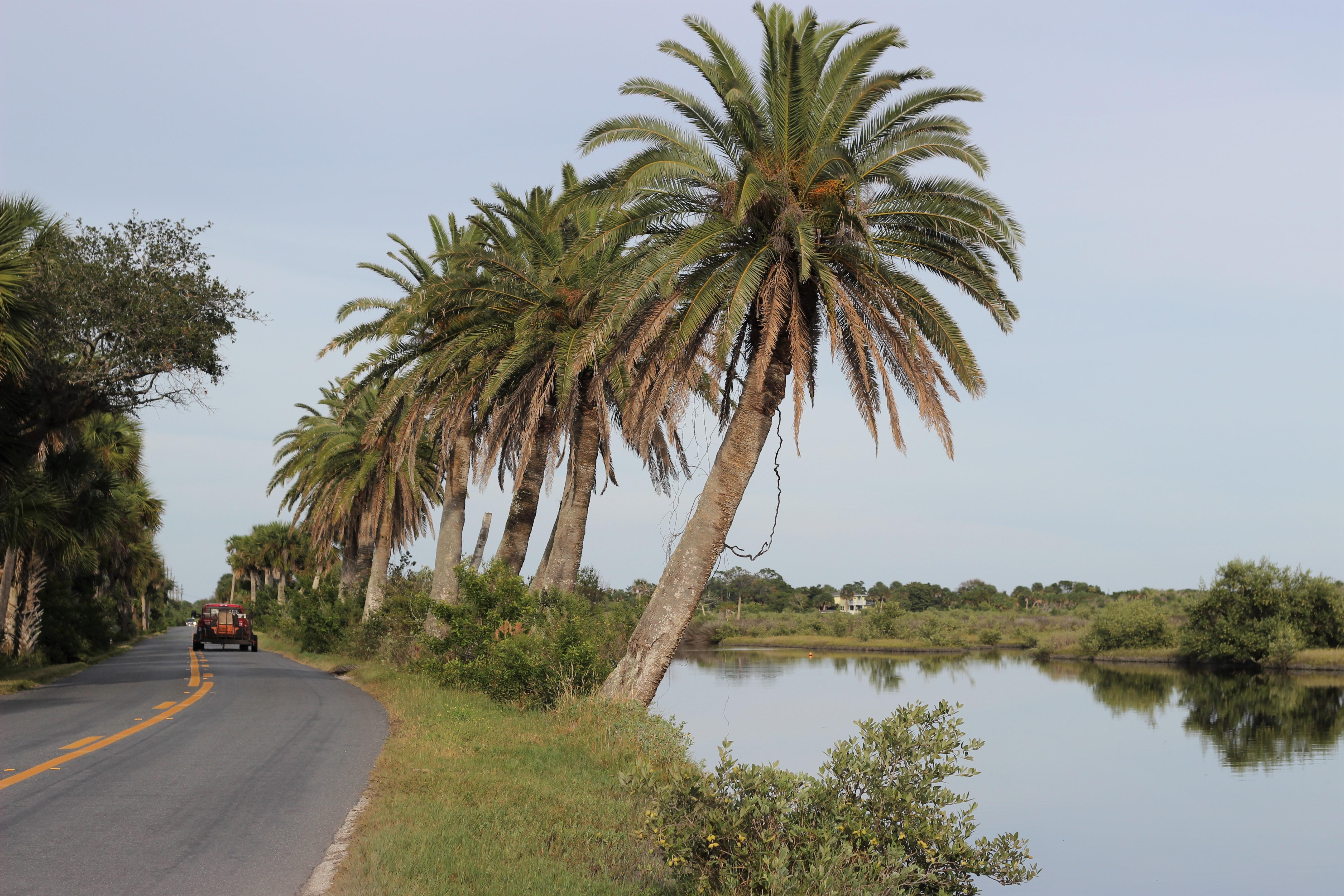 Look for ways to preserve tract on Ormond Beach's scenic Loop