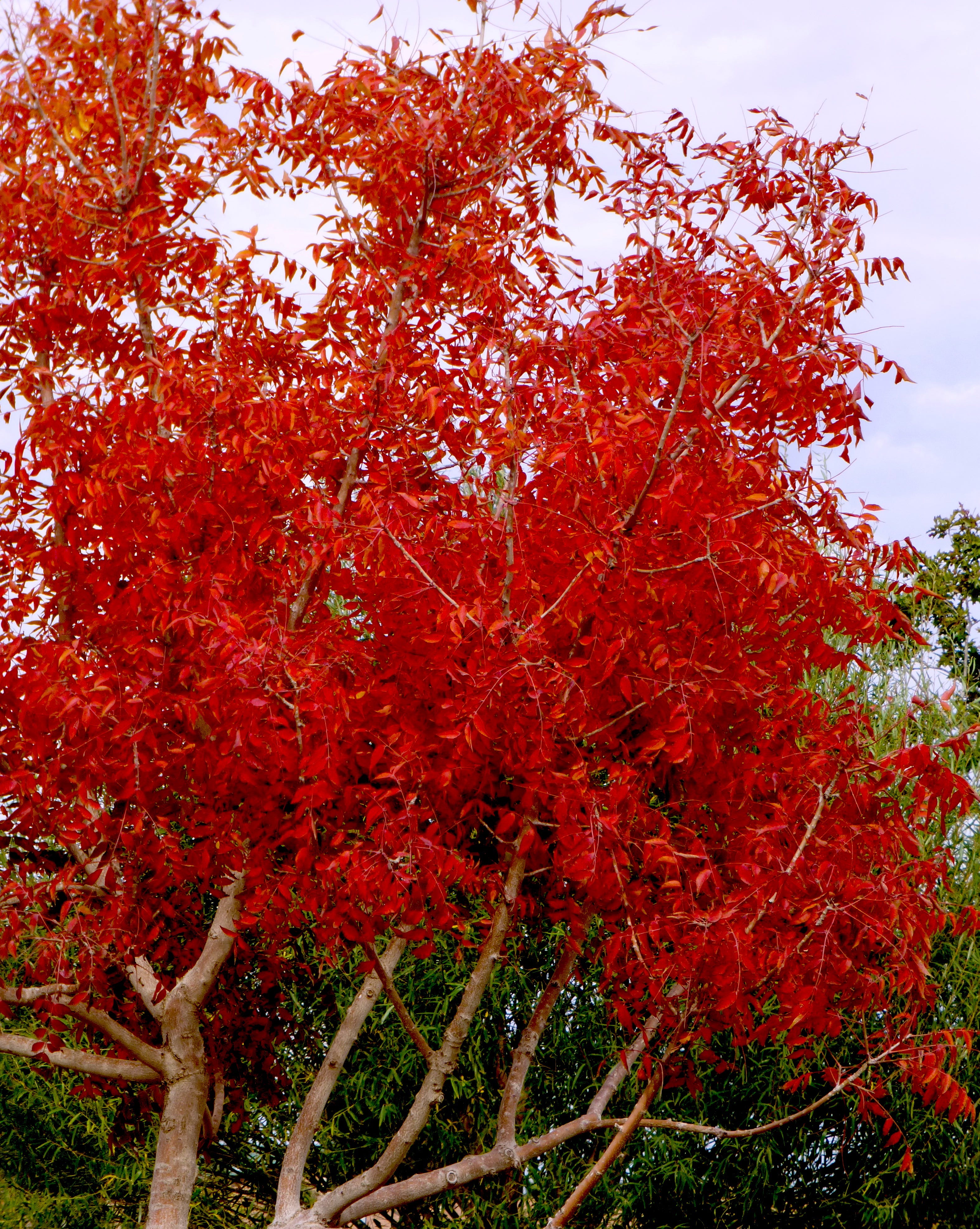 West Texas trees are communicating an extended, gorgeous autumn with ...