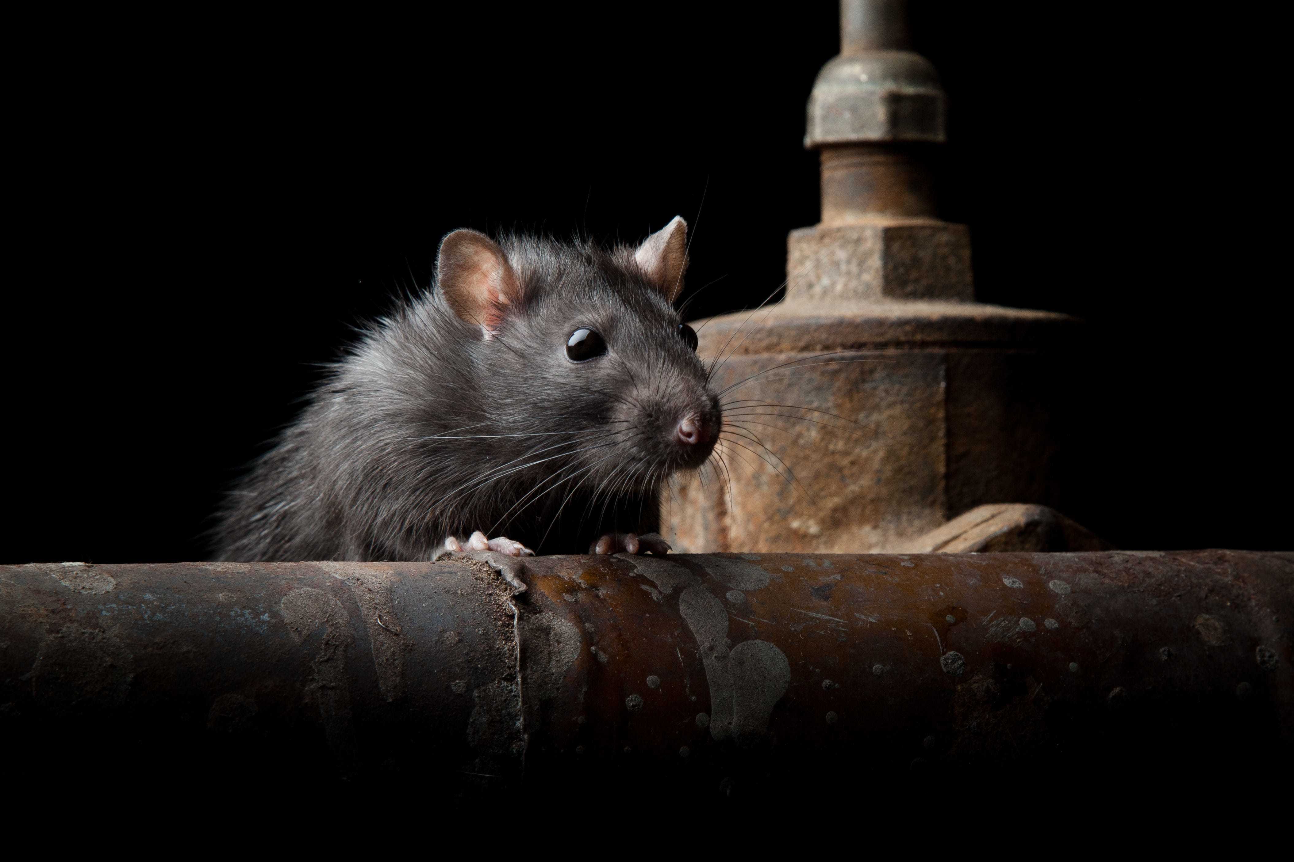 Rat birth control Contrapest: How it works