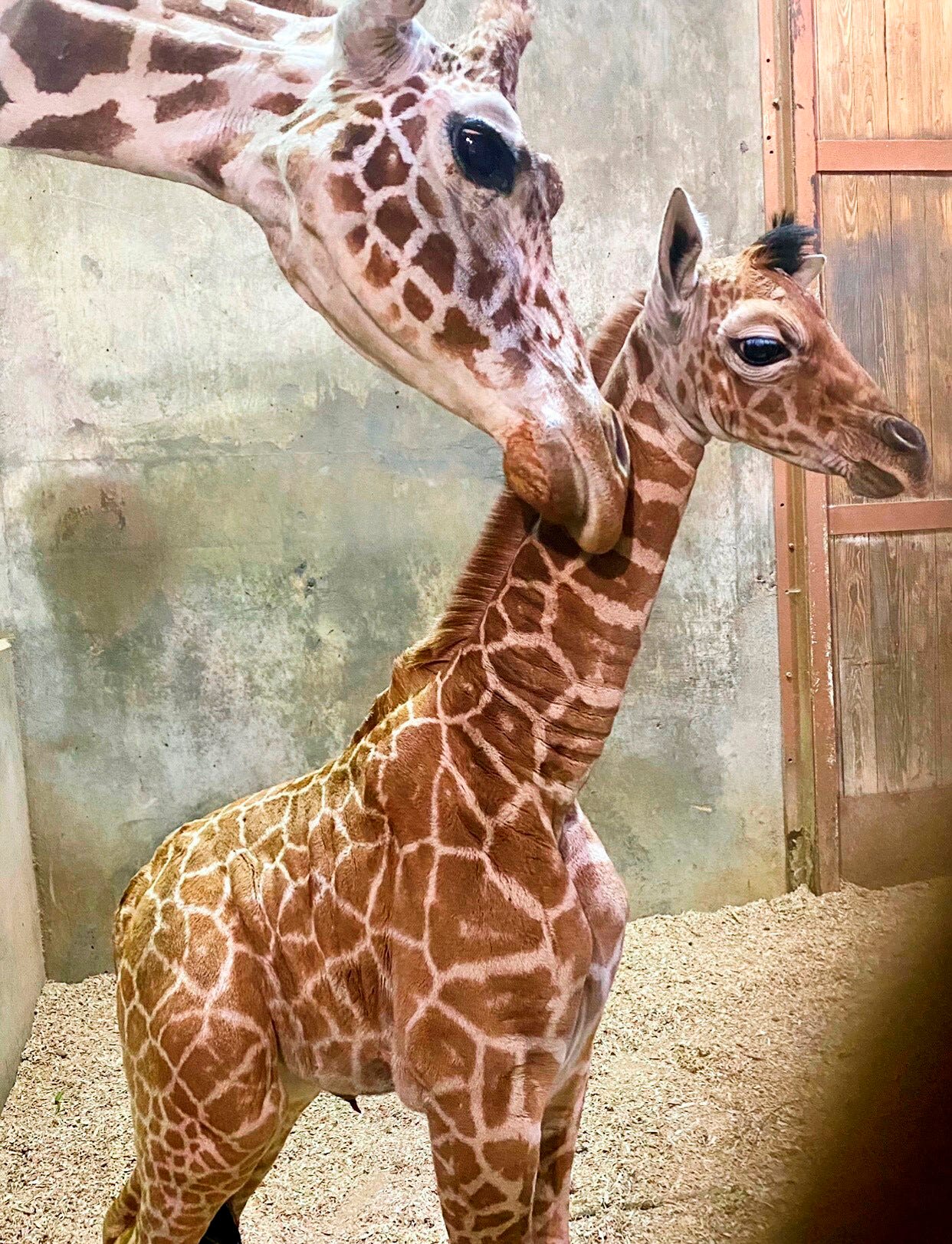 Ja Raffe the giraffe, named after Grizzles Ja Morant, heads to Utah zoo