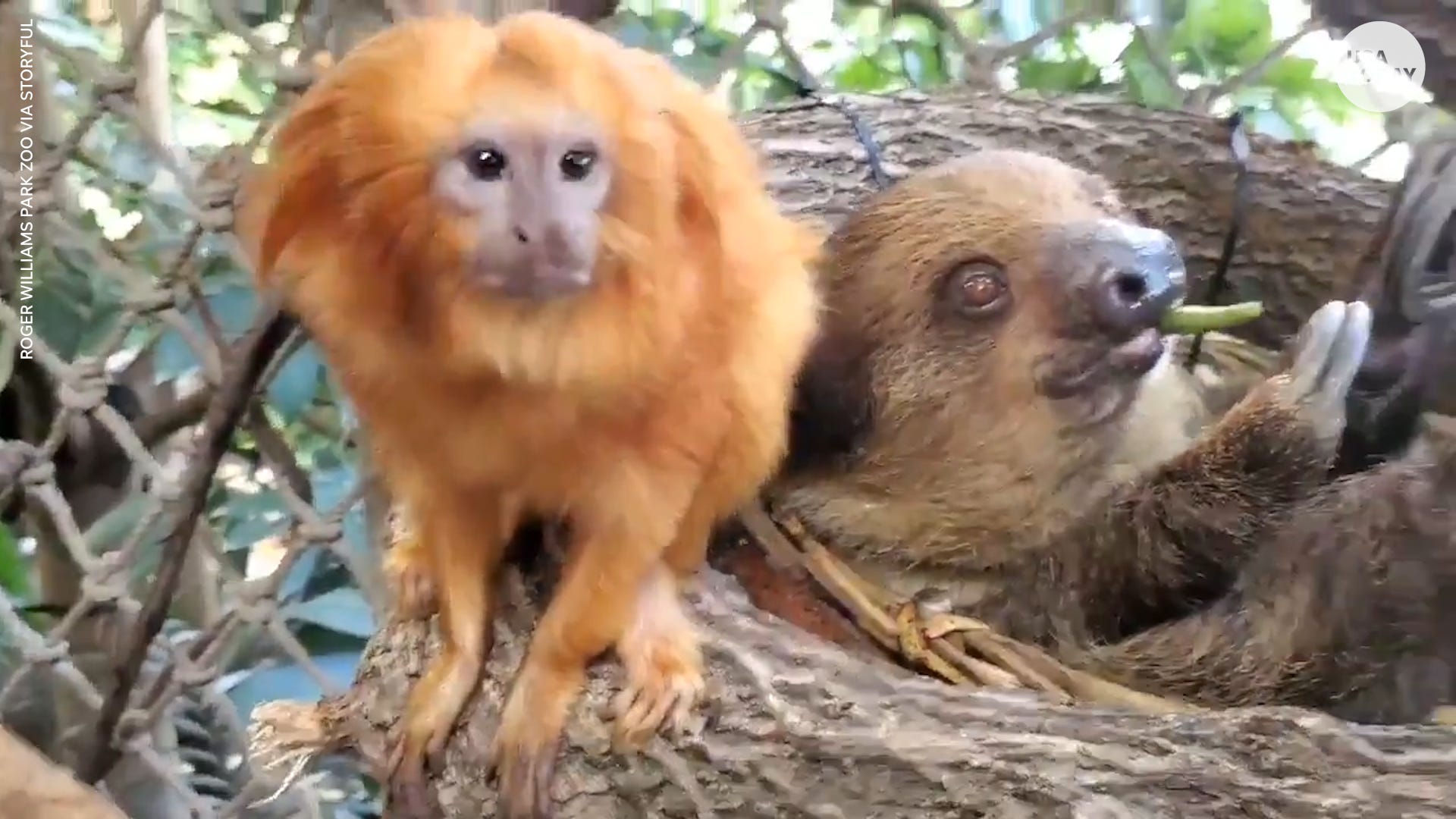 Snack time: Tamarin hangs out with sloth at a Providence zoo