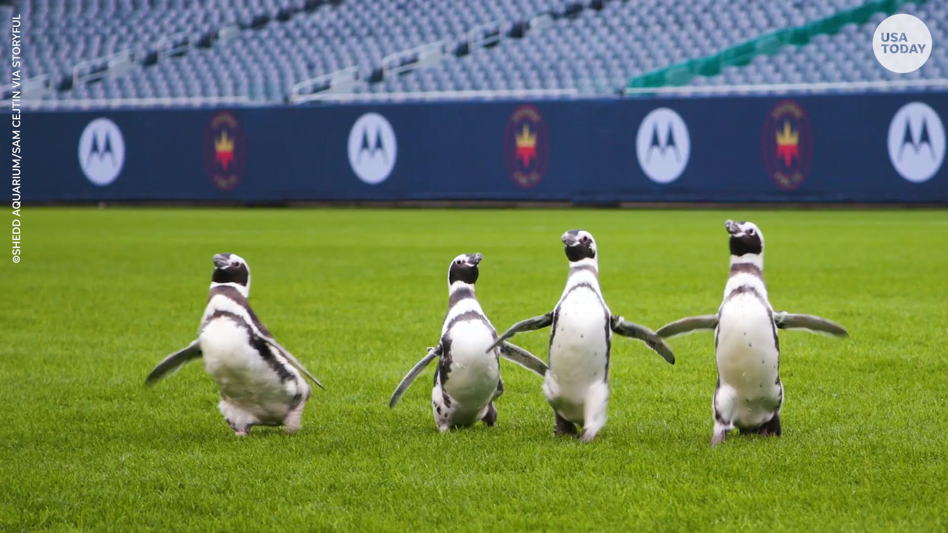 Penguins get some exercise during a 'field trip' to a Chicago stadium