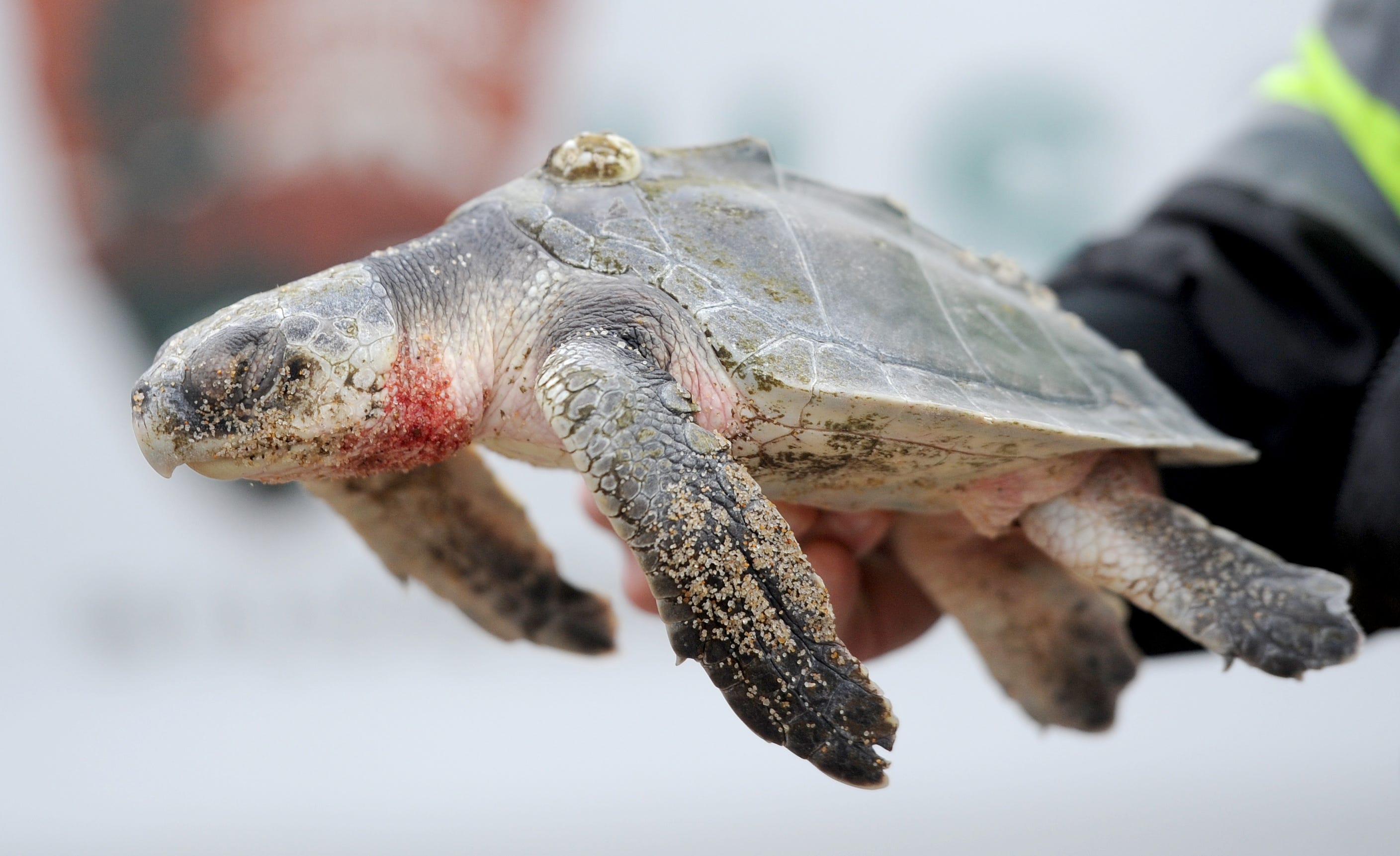 Tropical turtles rescued from Cape Cod beaches in near record numbers