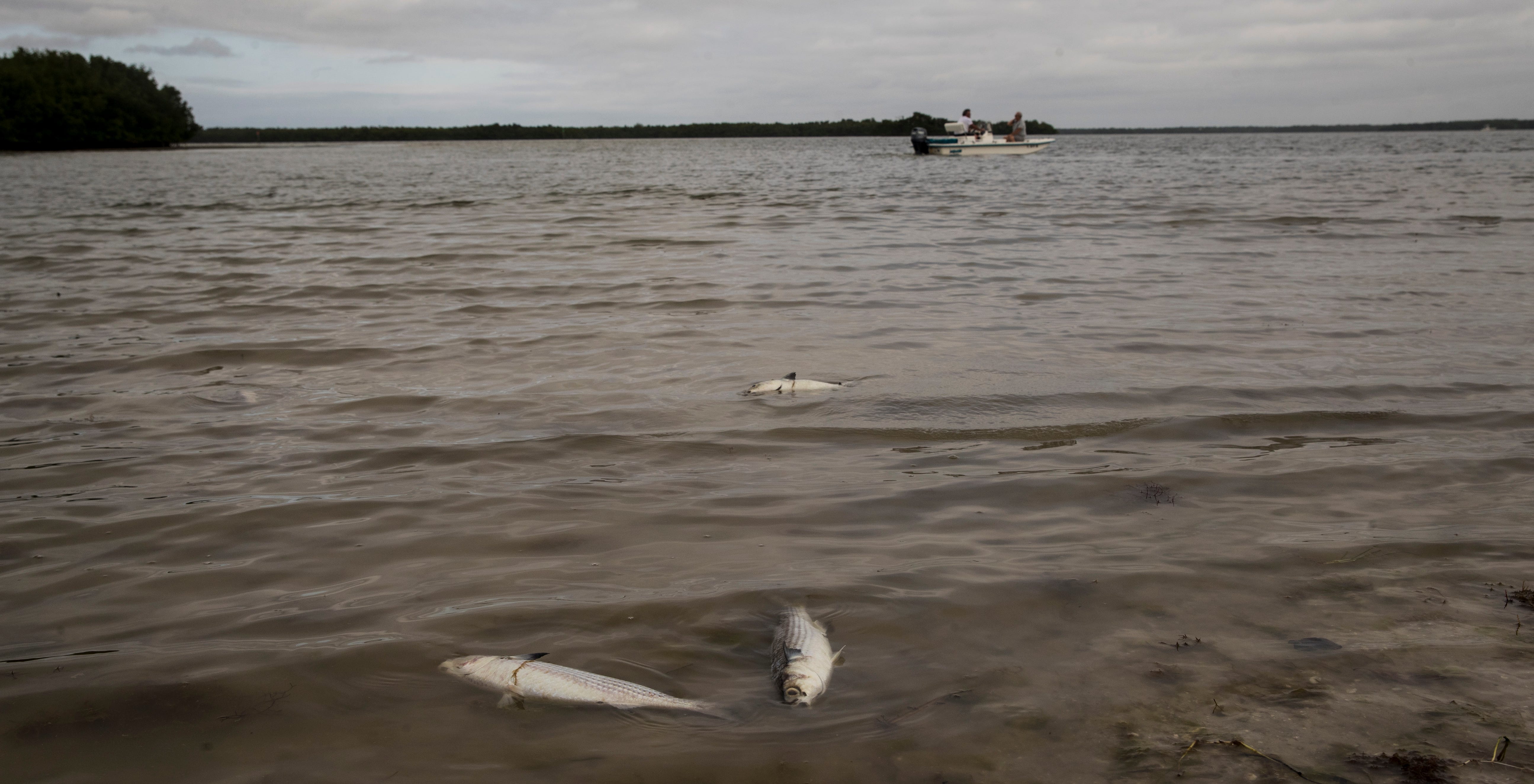 Lingering red tide causes fish kill in Charlotte, shows up in Lee, Collier